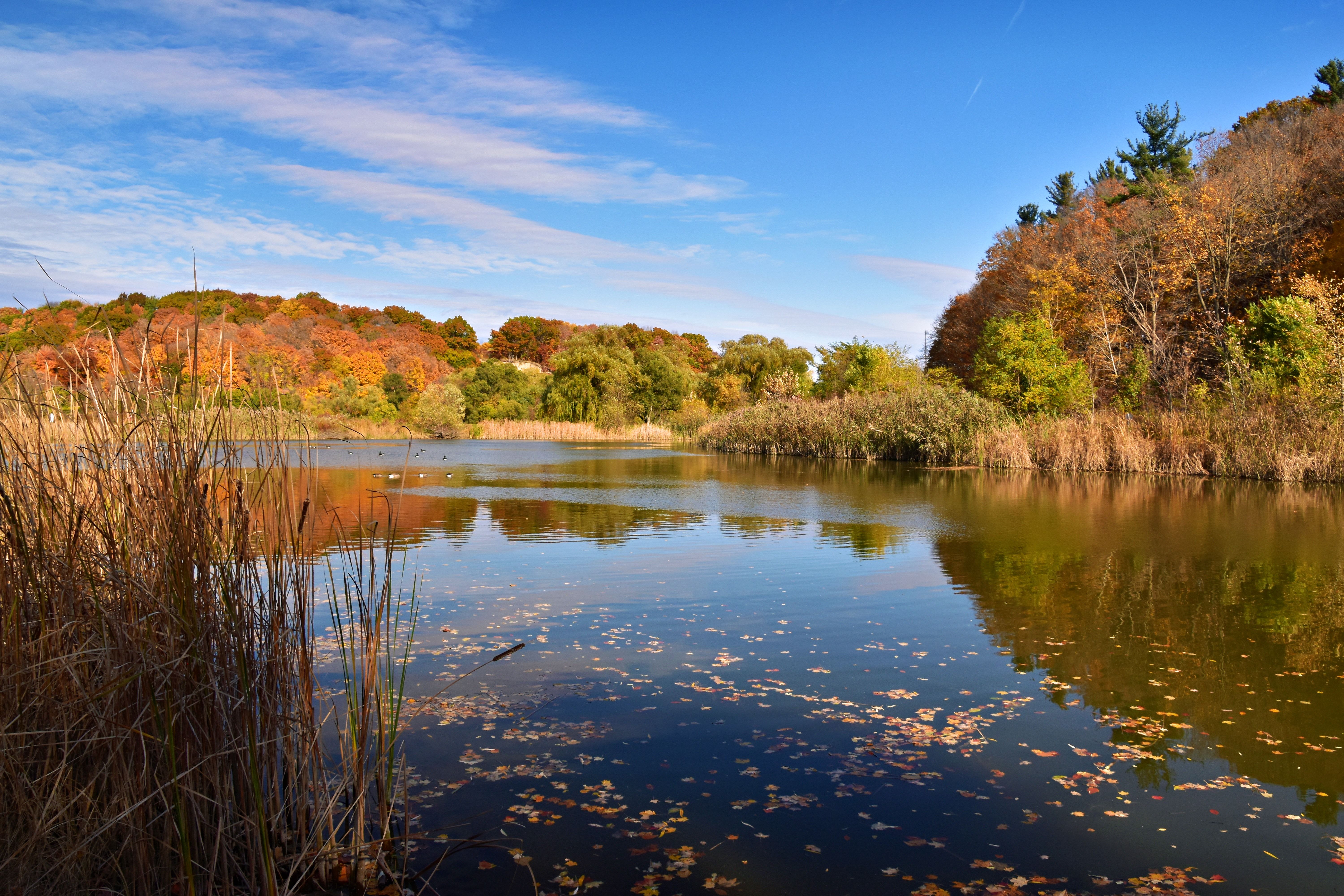 Scenic Autumn View of Toronto Park Lake · Free Stock Photo