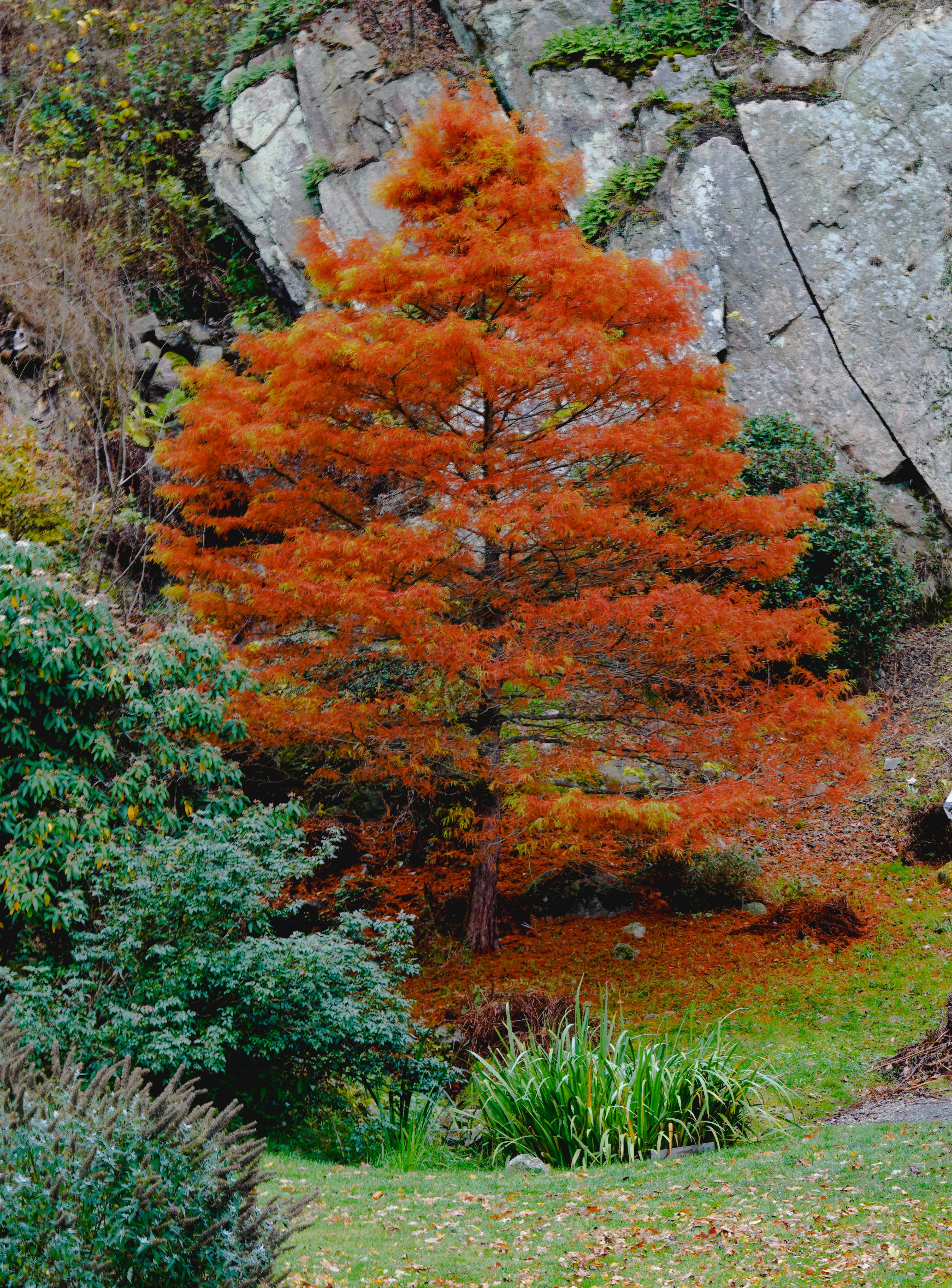Vibrant Autumn Tree in Rocky Landscape · Free Stock Photo