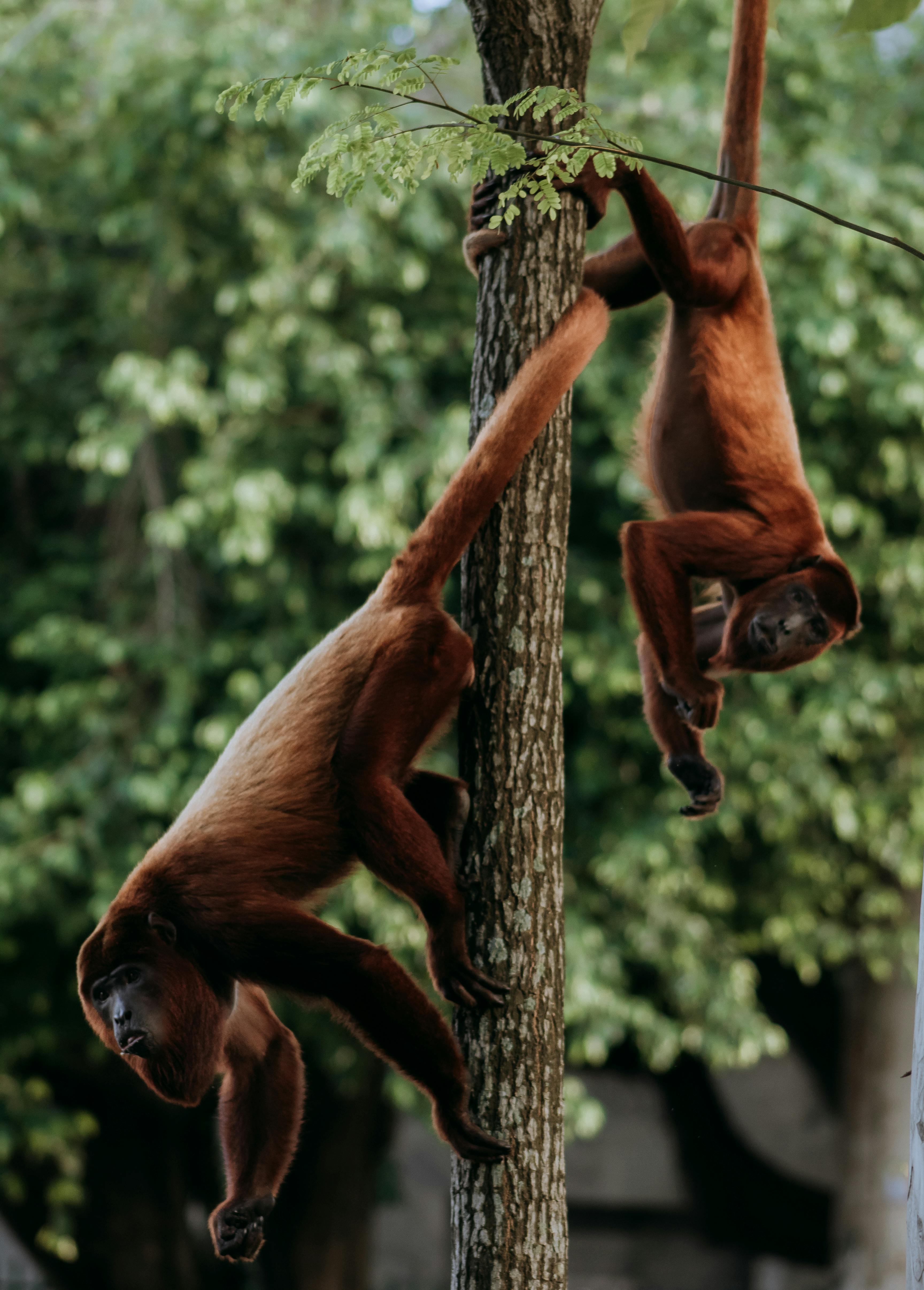 Big red howler monkeys on tree · Free Stock Photo
