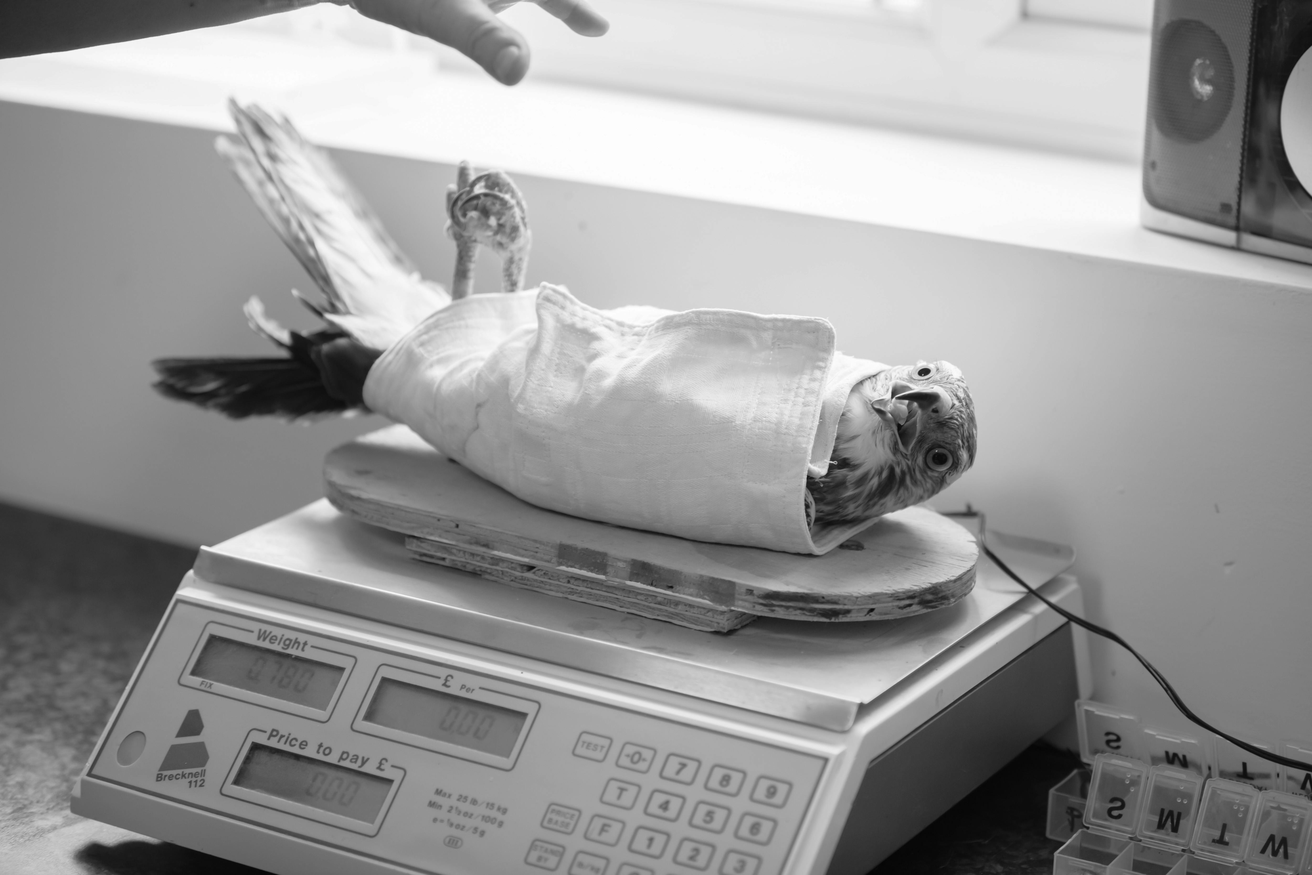 Weighing Scale Animated Photos, Download The BEST Free Weighing Scale ...