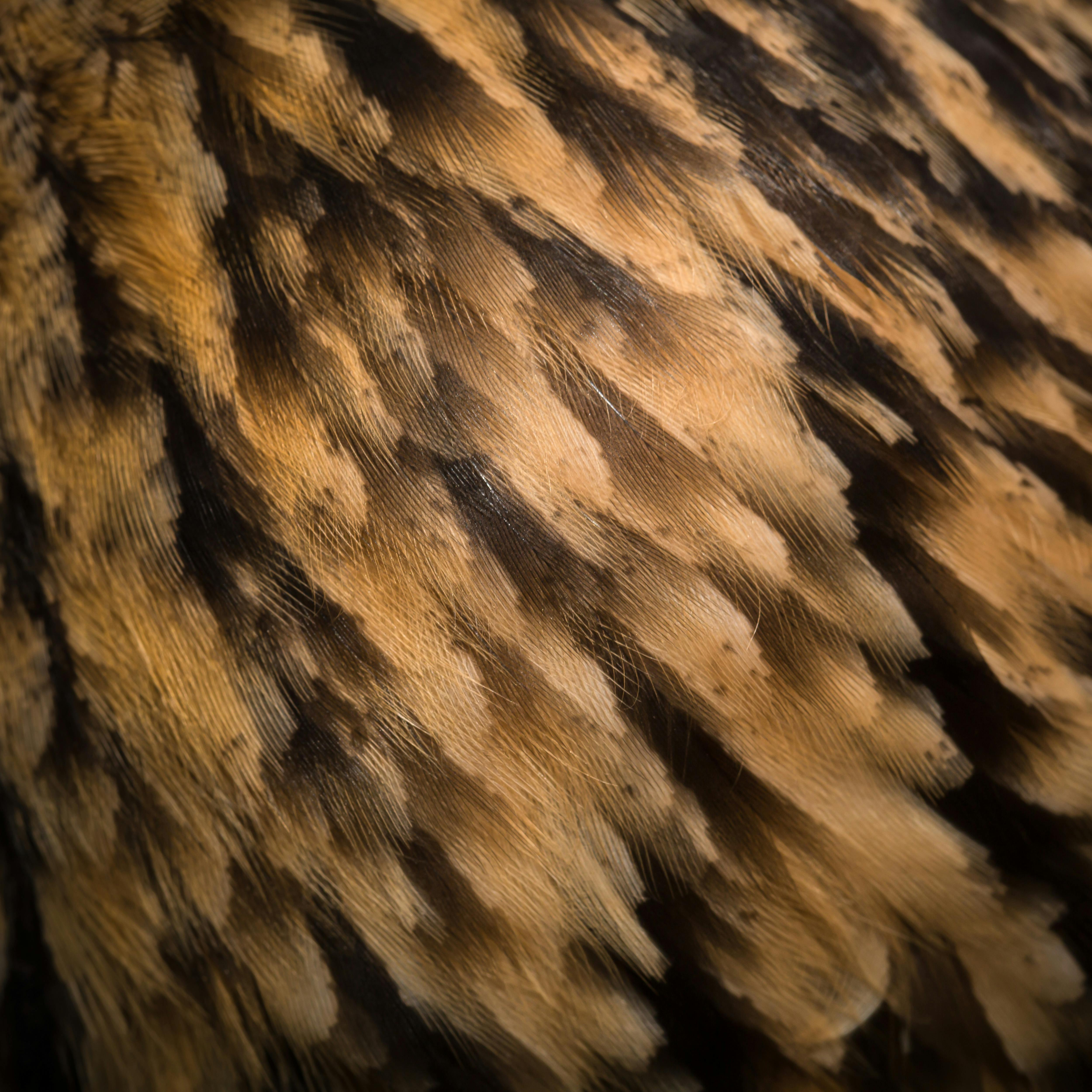 Close-Up of Brown Patterned Feathers · Free Stock Photo