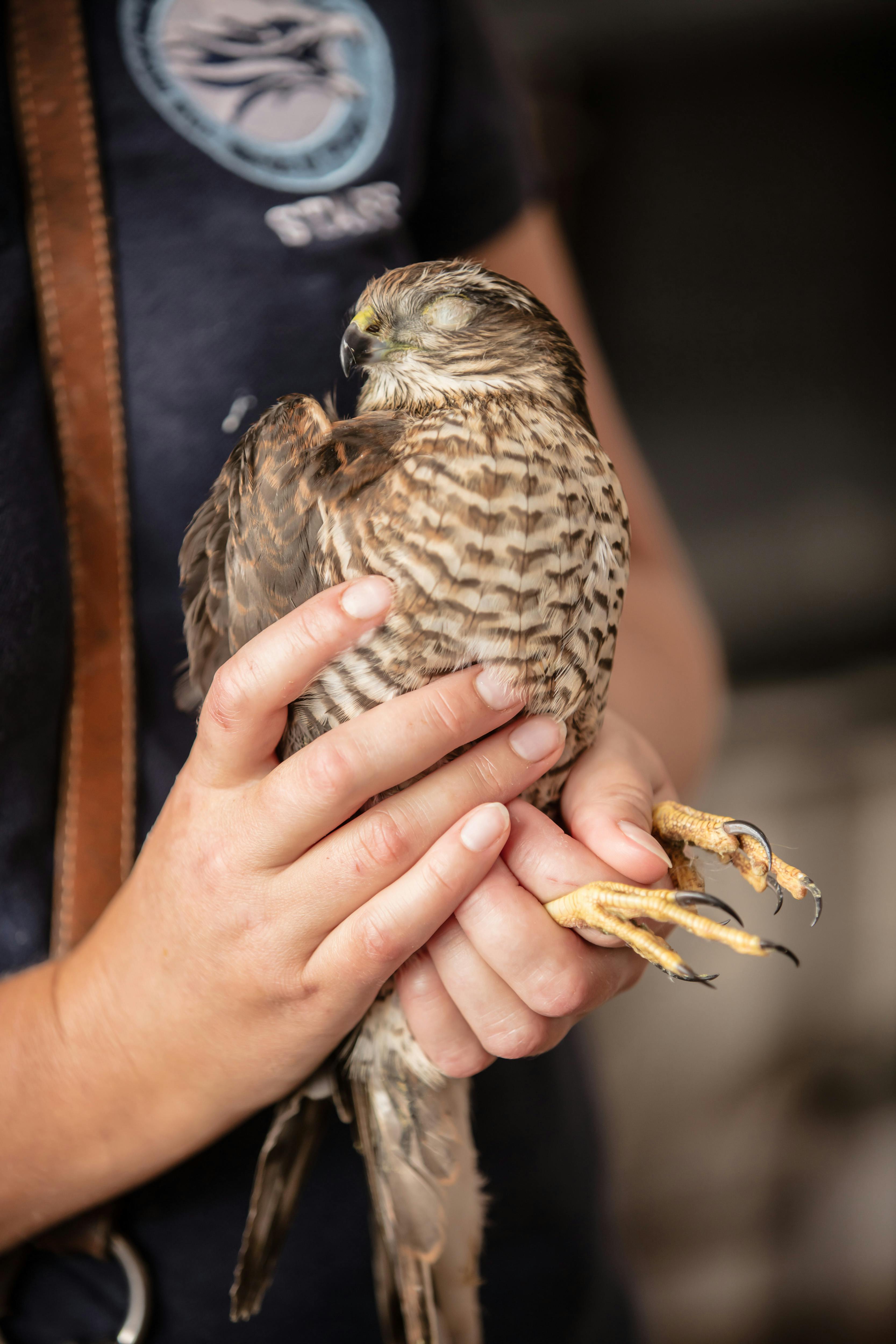 Humane Handling Photos, Download The BEST Free Humane Handling Stock ...