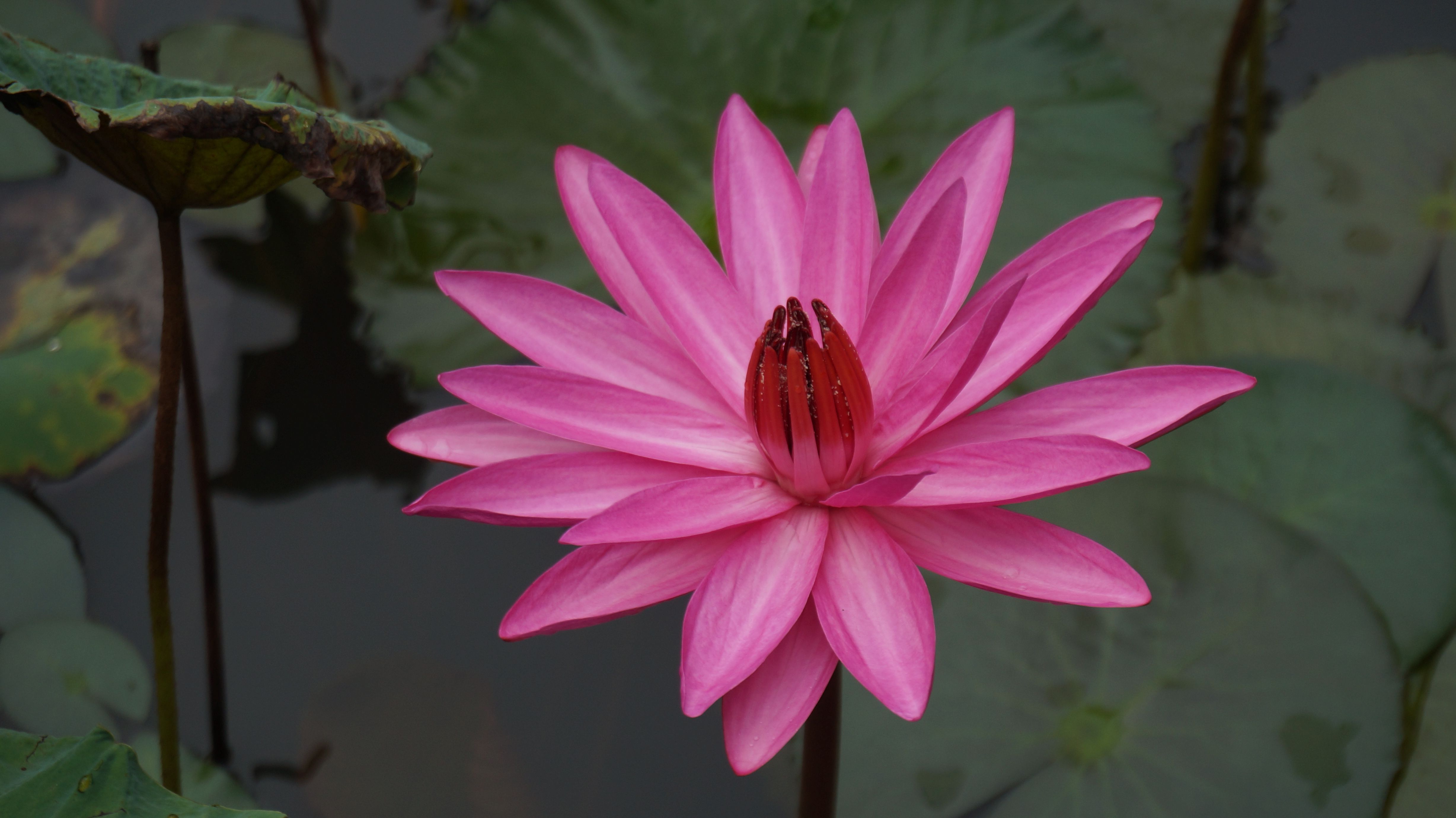 Vibrant Pink Lotus Flower in Tranquil Pond · Free Stock Photo