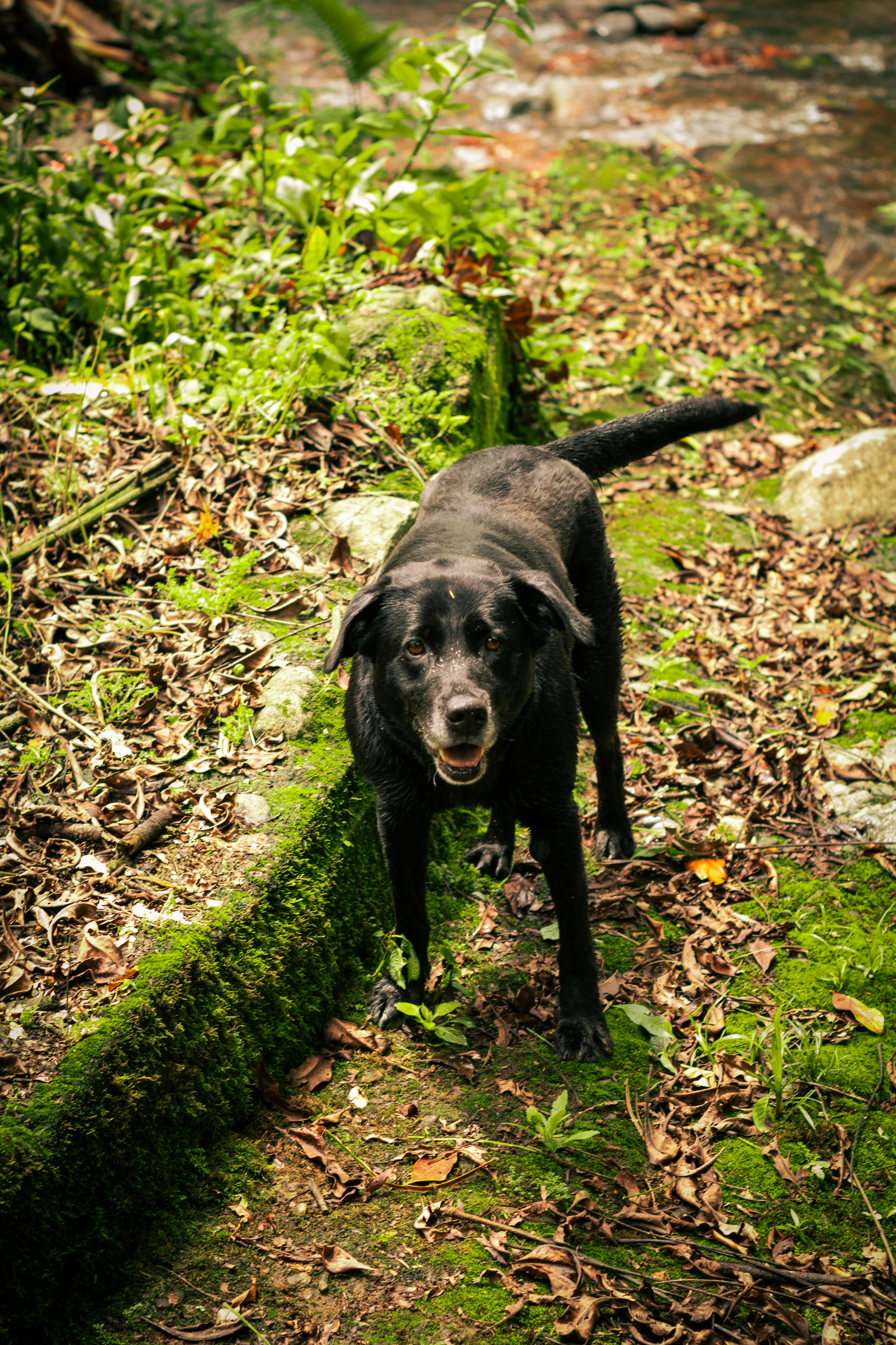 Black Labrador Retriever in Lush Forest Path · Free Stock Photo
