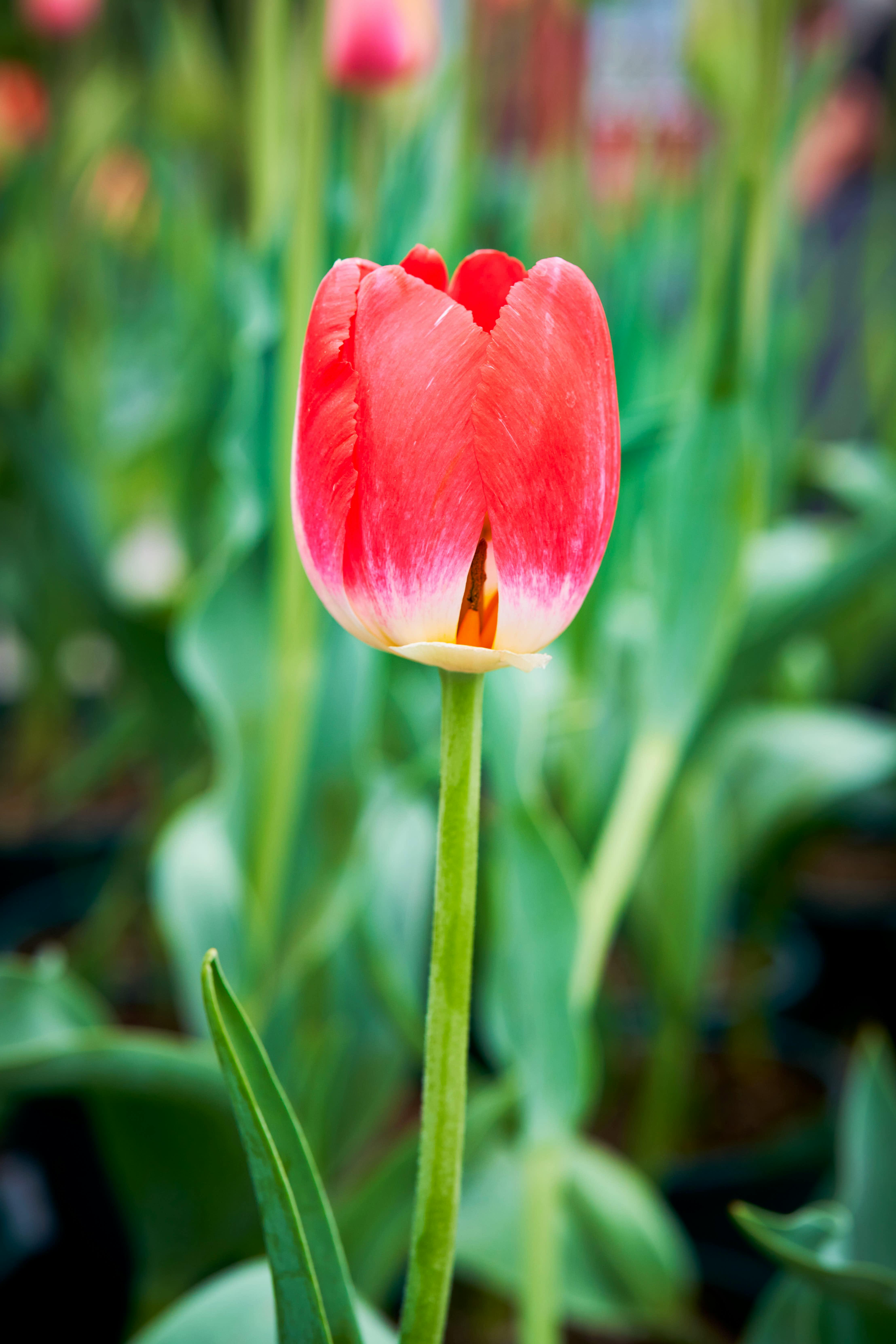 Red and Yellow Petal Flower · Free Stock Photo