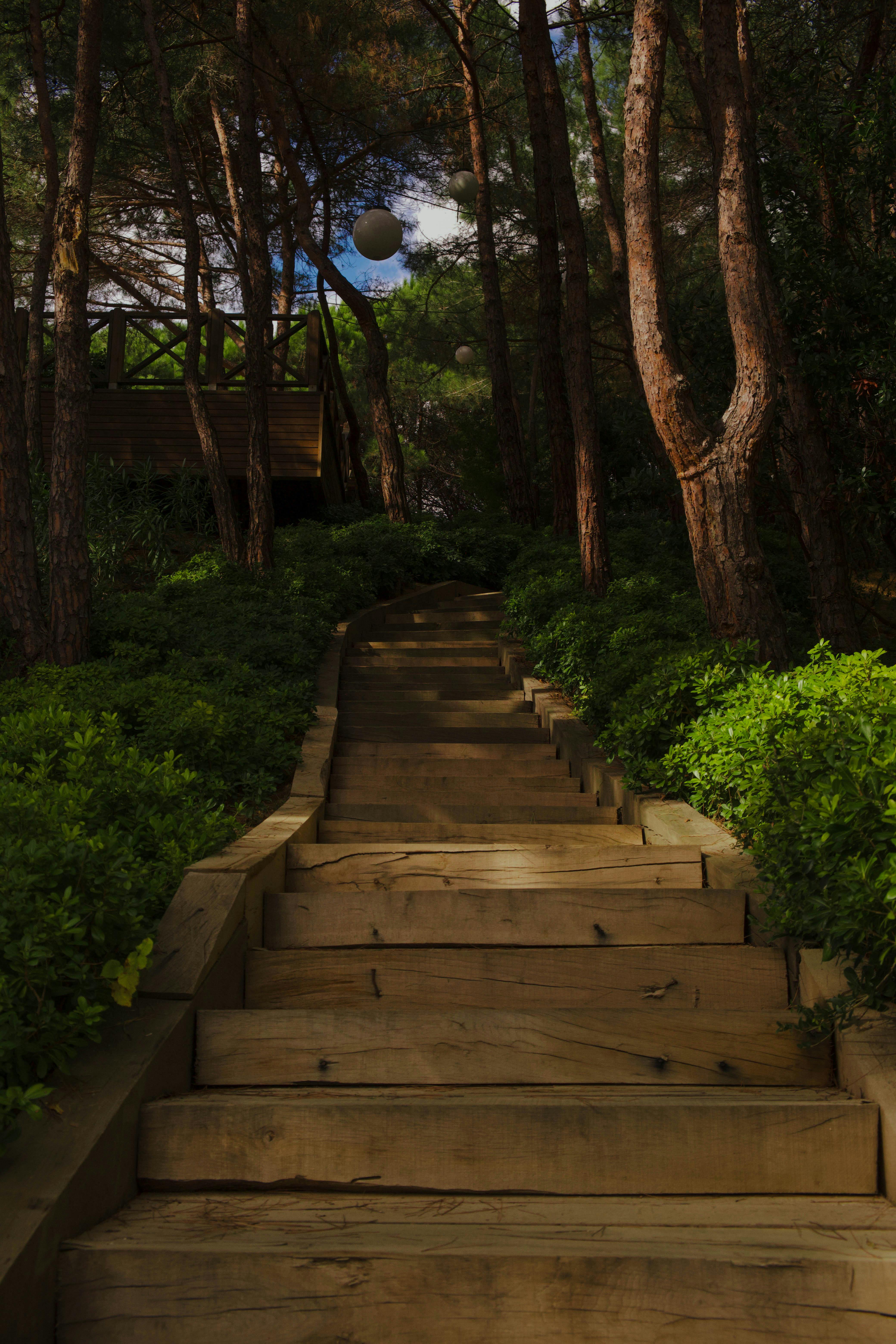 Wooden Staircase in Forest Leading to Treehouse · Free Stock Photo