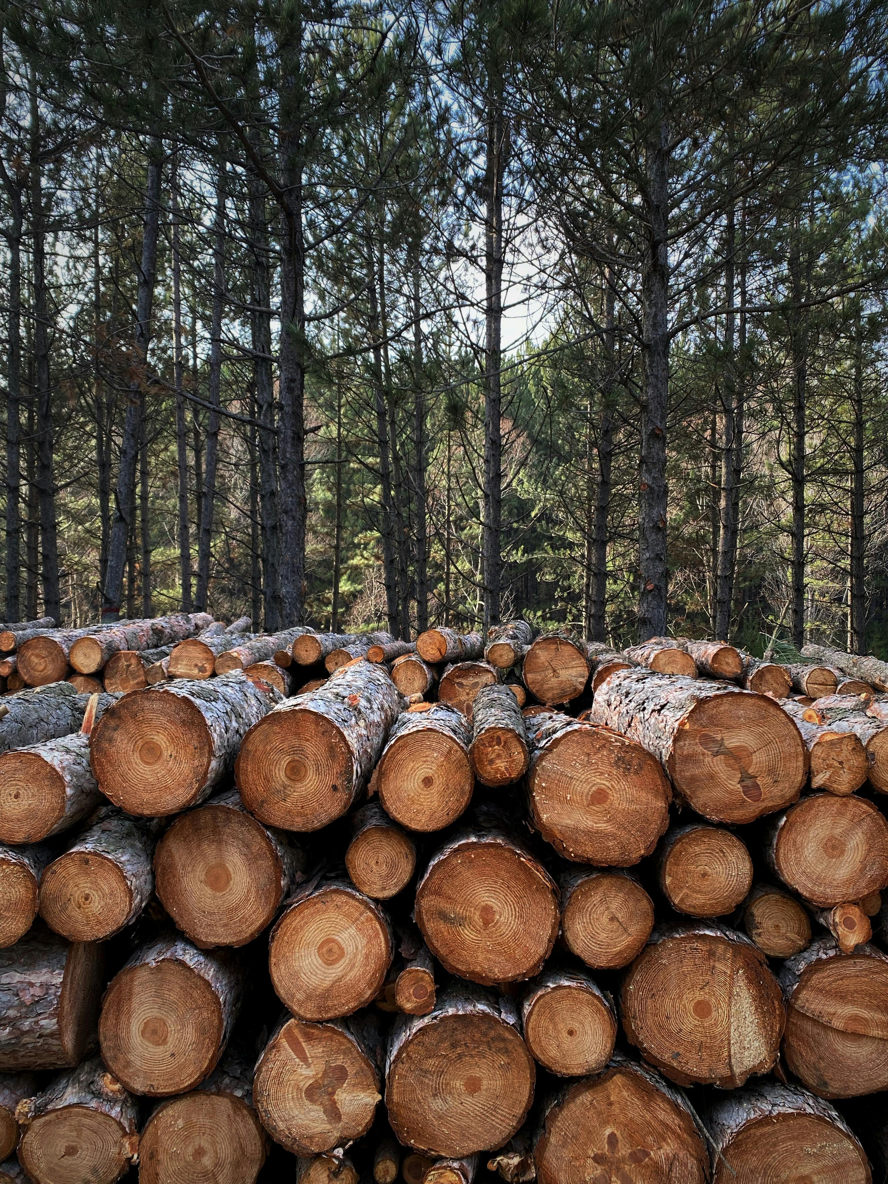 Stack of Cut Logs in a Dense Forest Setting · Free Stock Photo
