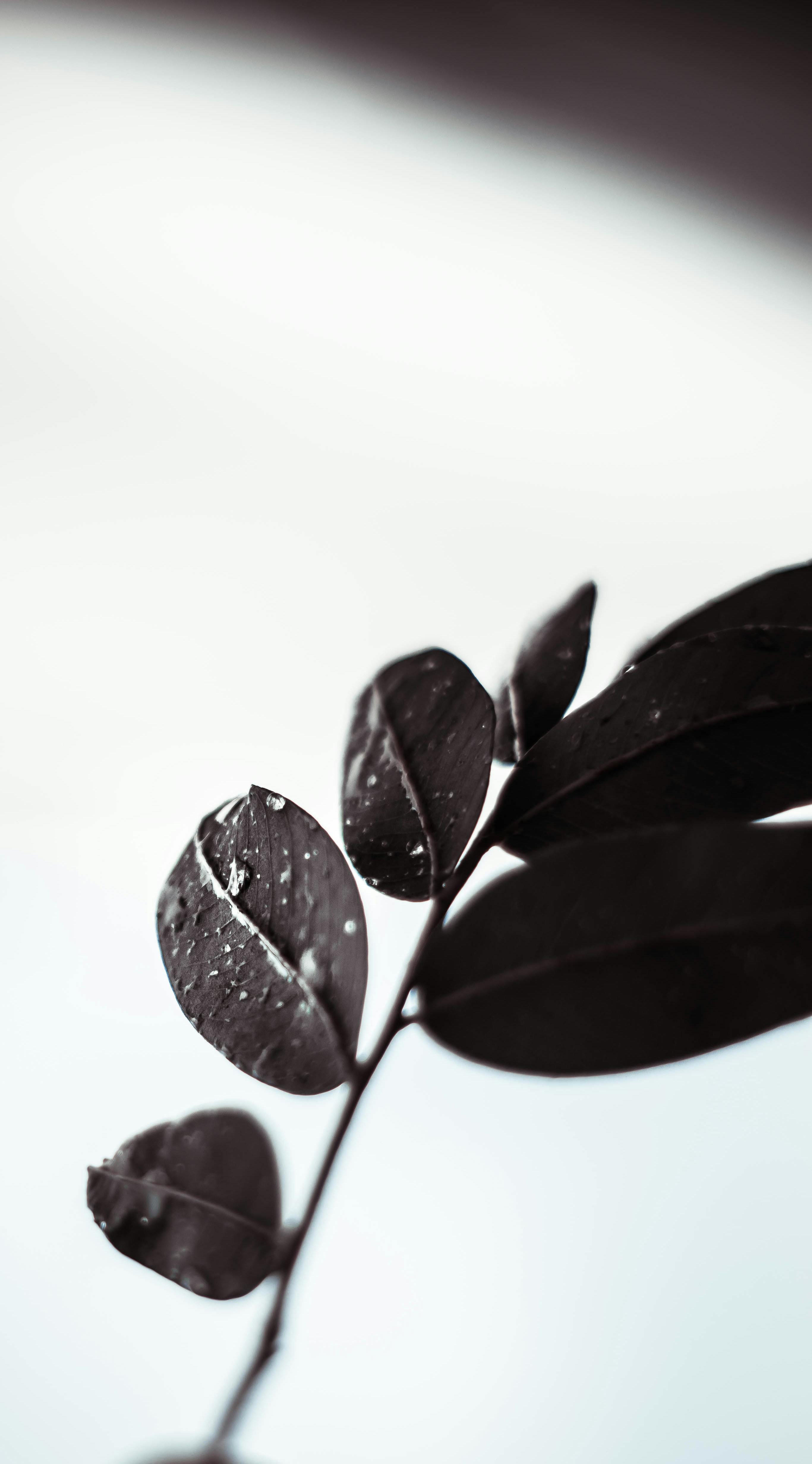 Grayscale Photography of Leaves · Free Stock Photo
