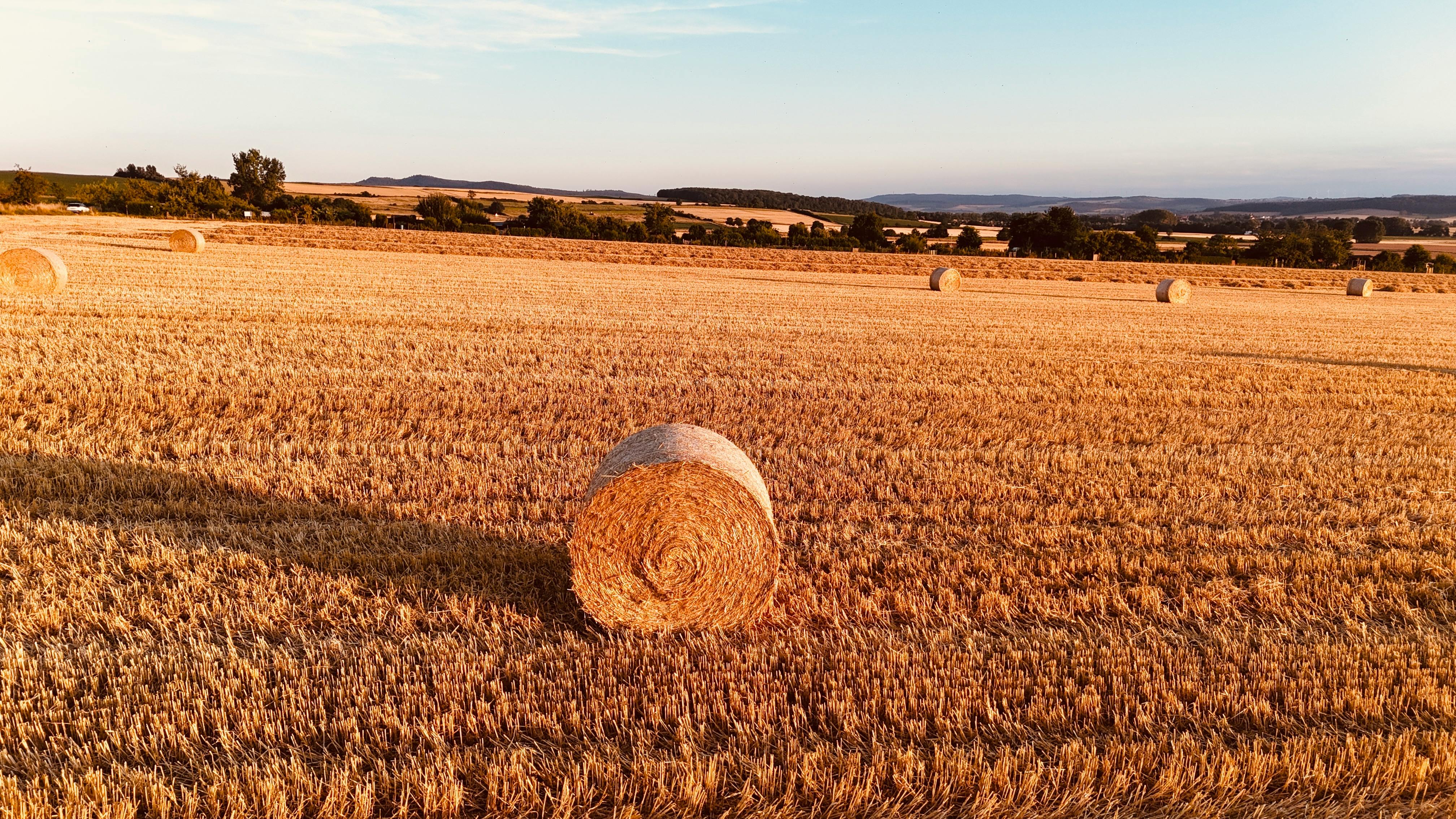 Hay Rolls · Free Stock Photo