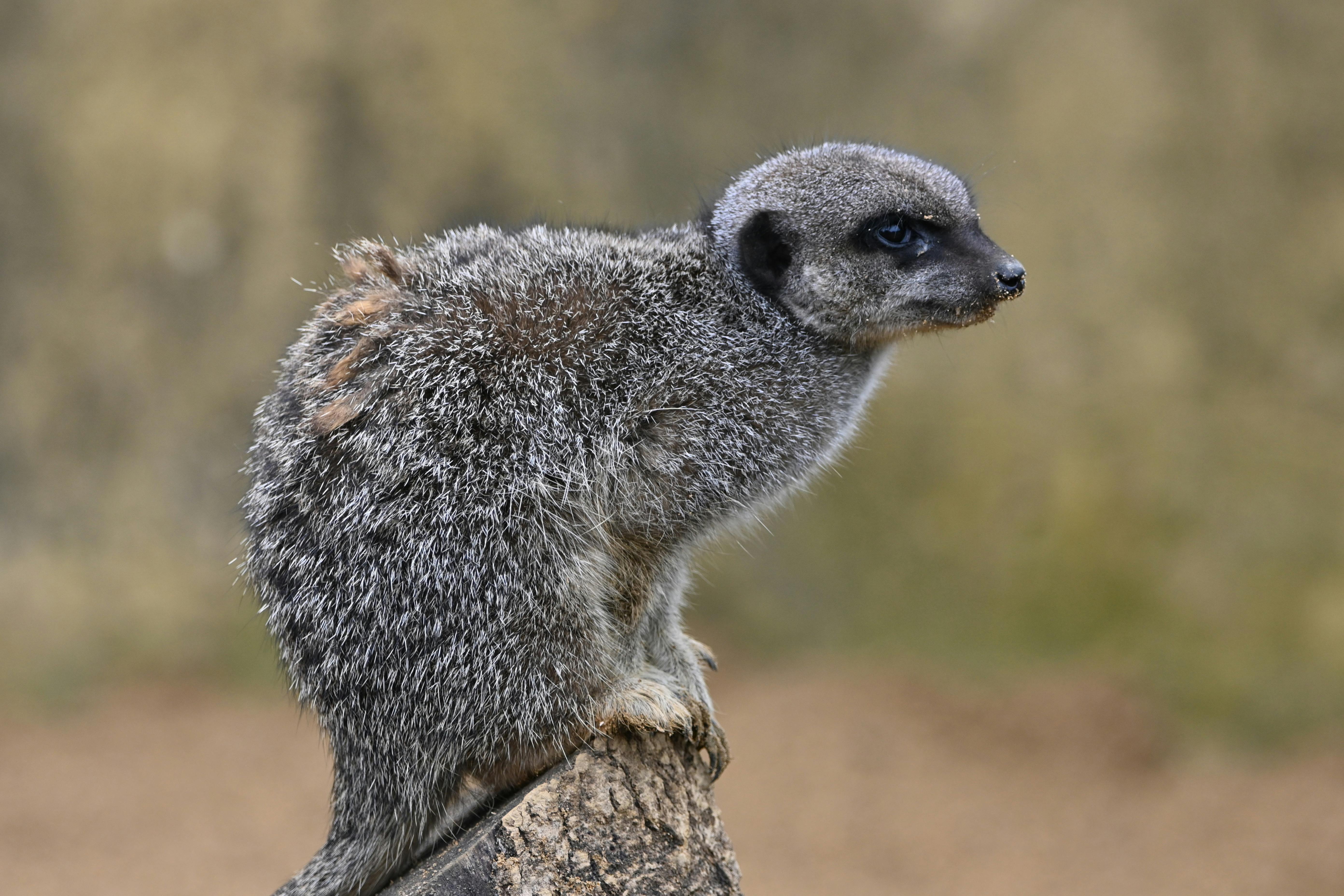 Meerkat Side Profile Photos, Download The BEST Free Meerkat Side ...