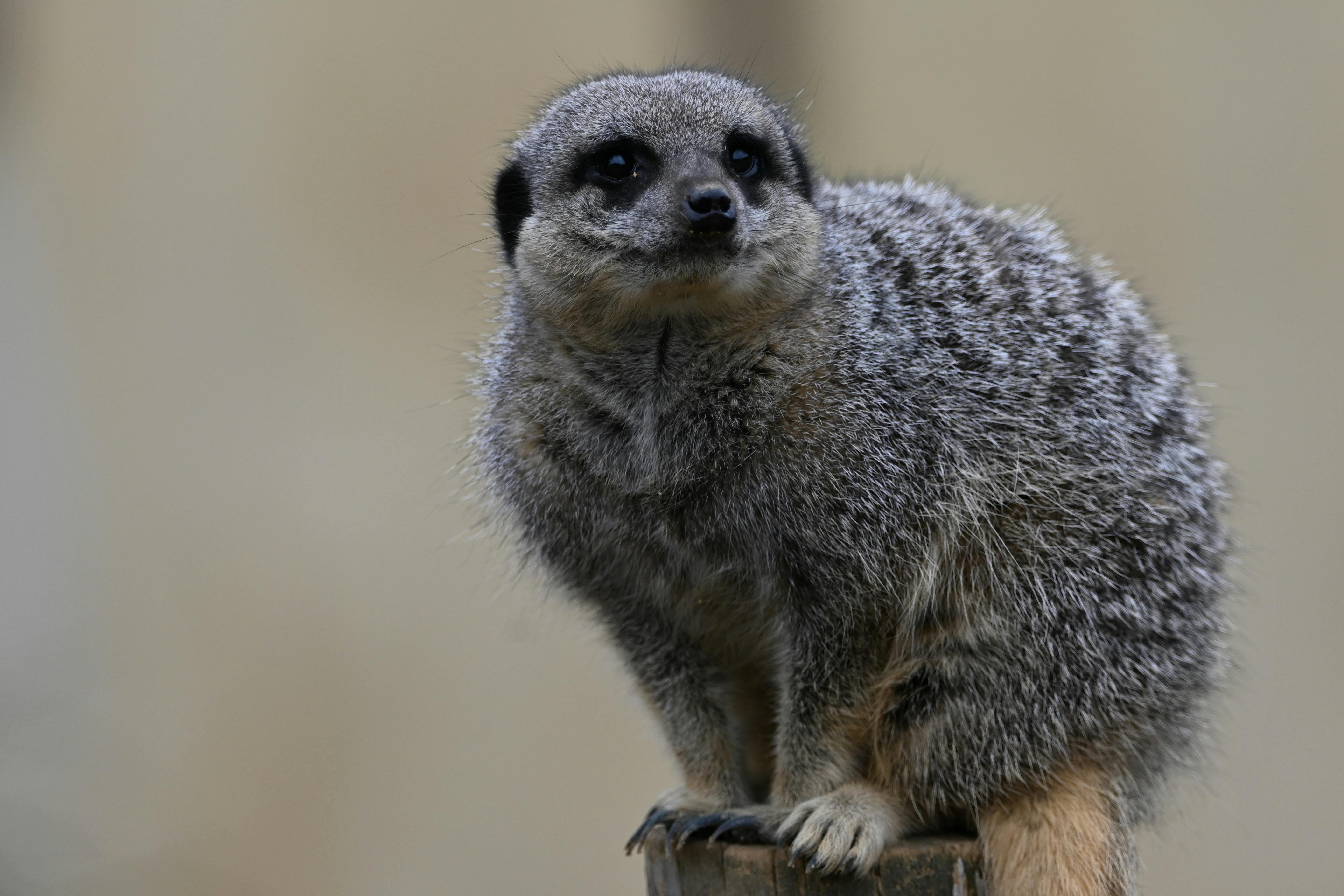 Close-up of a Cute Meerkat Perched on a Post · Free Stock Photo