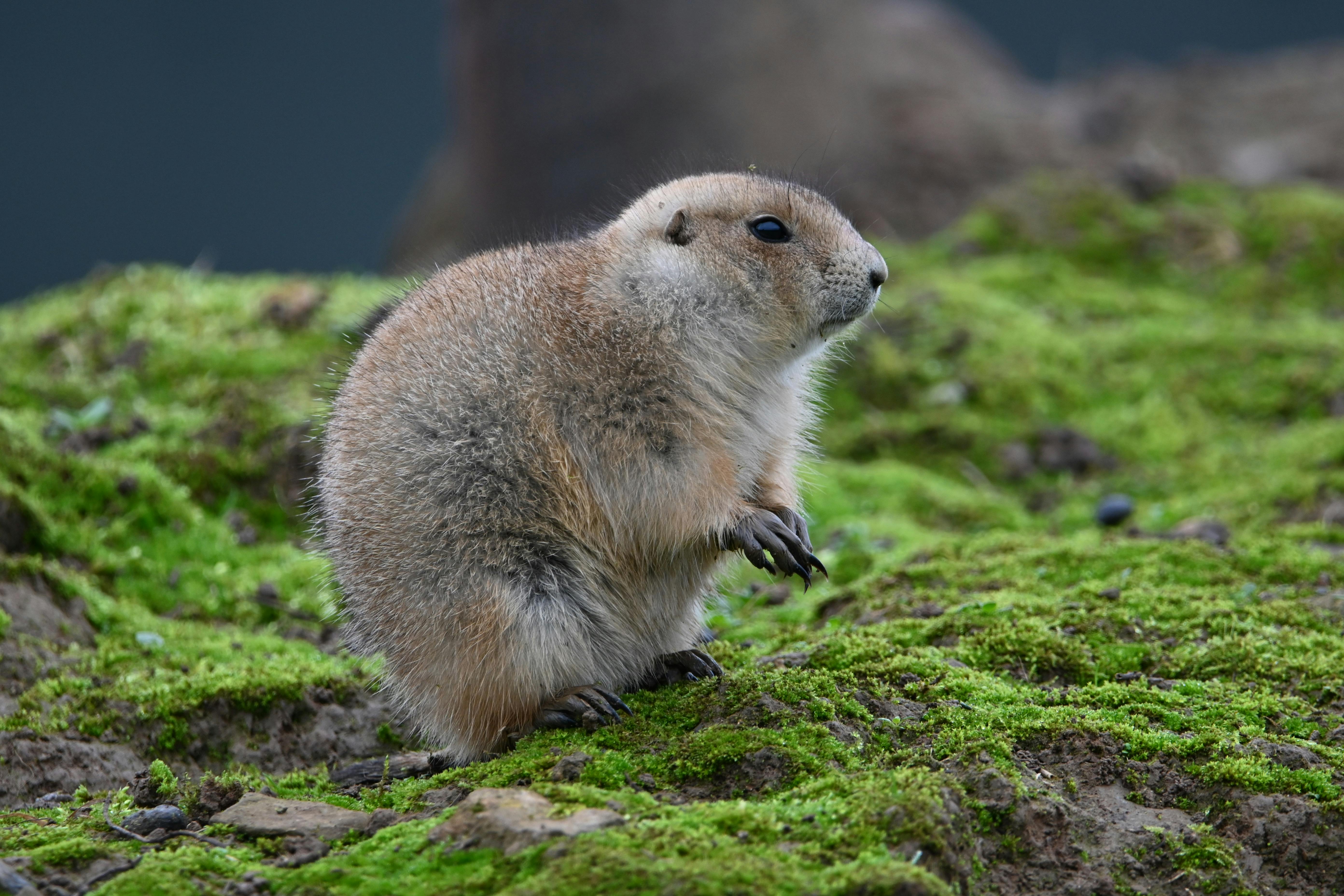 Fluffy Colony Photos, Download The BEST Free Fluffy Colony Stock Photos ...