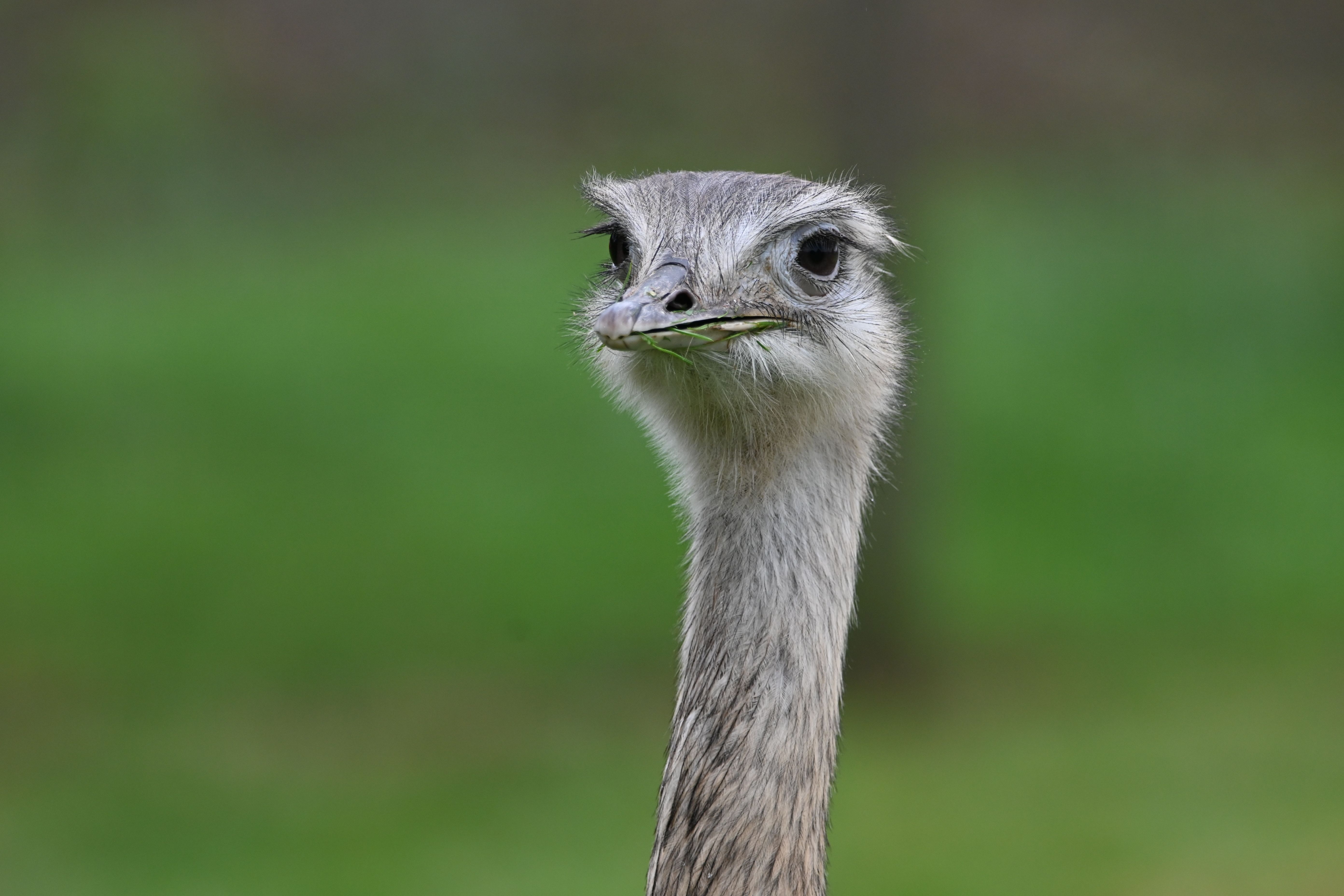 Close-Up Portrait of a Curious Ostrich · Free Stock Photo