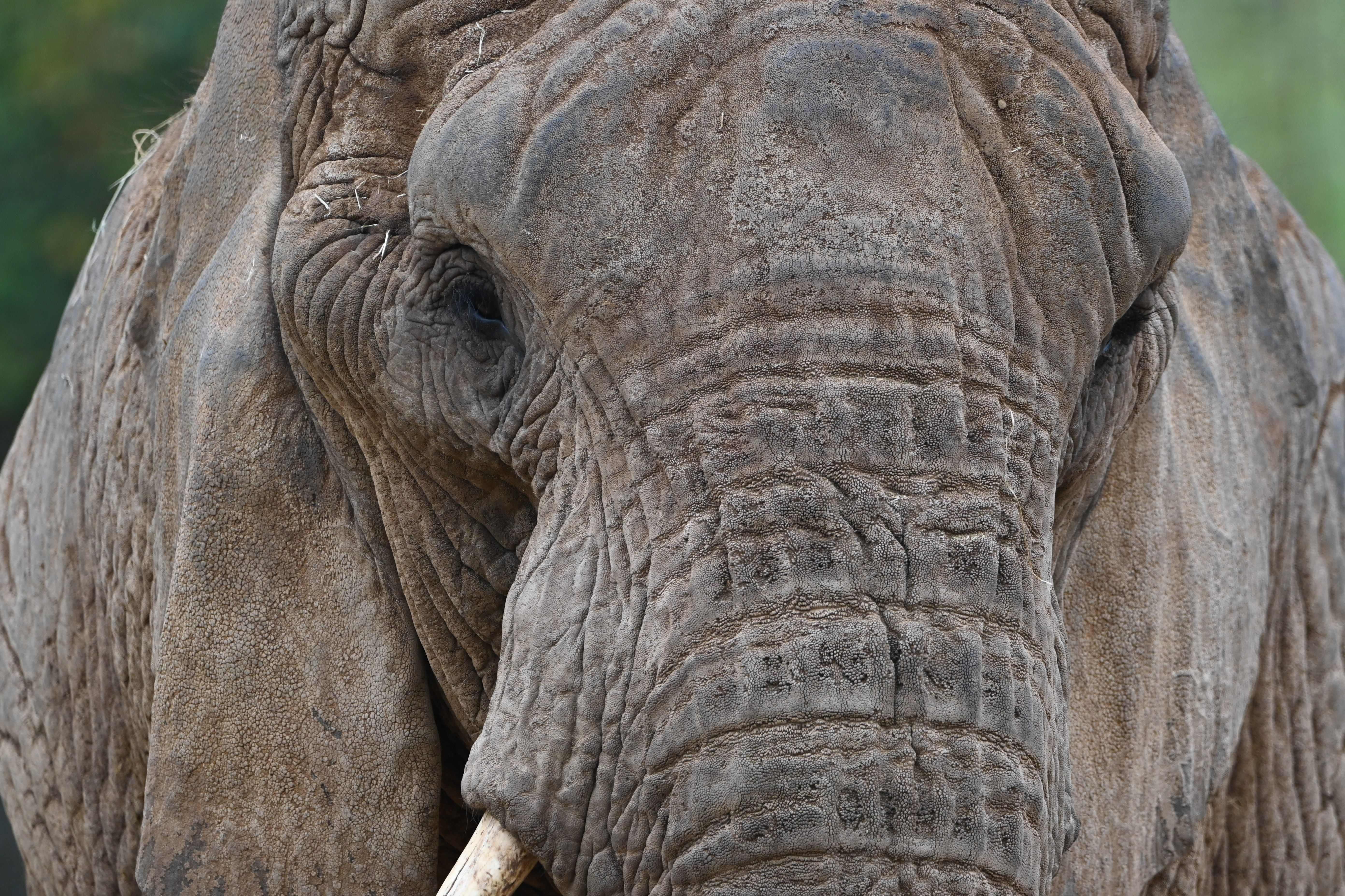 Side View Of A Brown Elephant In Half Body Shot · Free Stock Photo