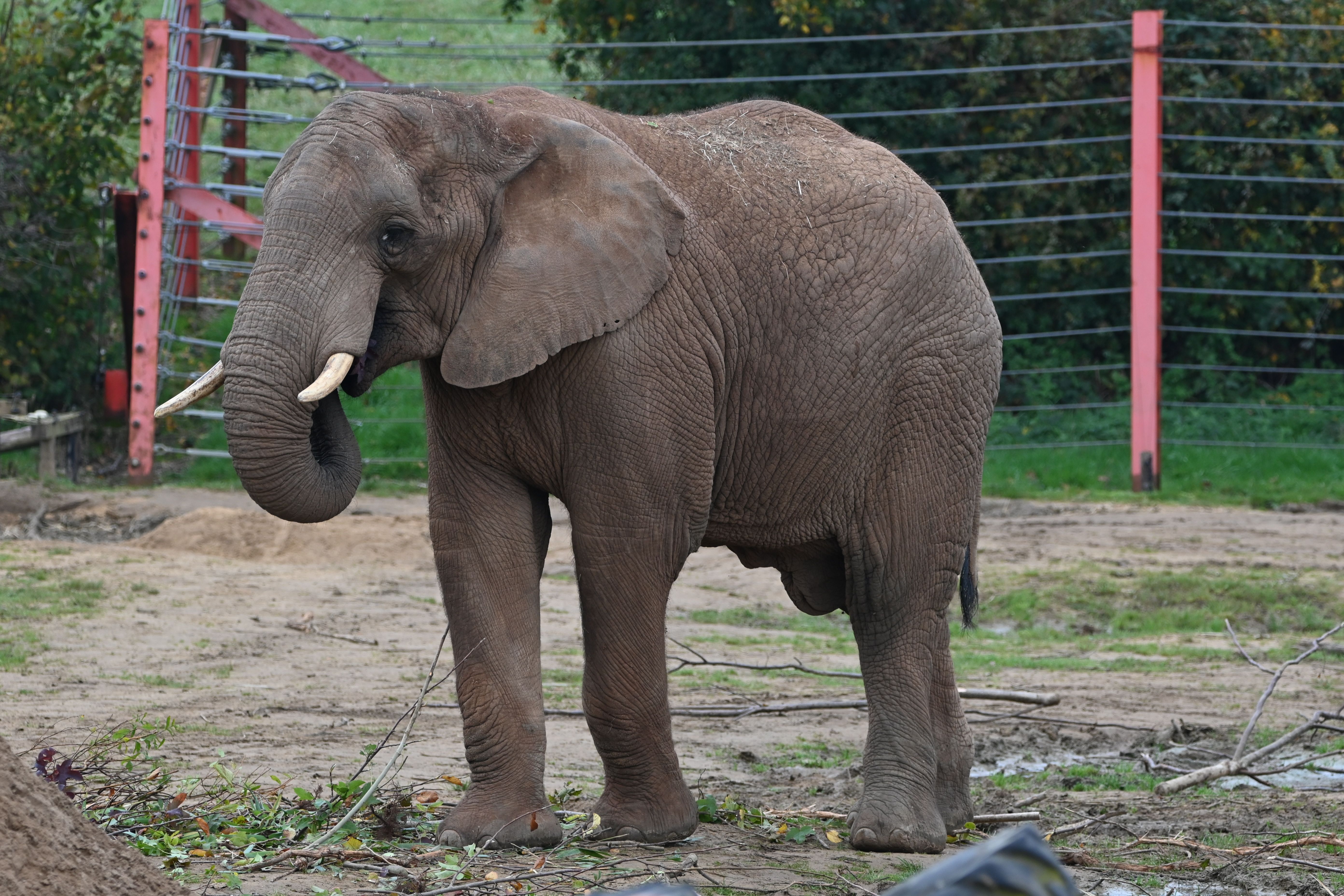 Photo of Grey Elephant · Free Stock Photo