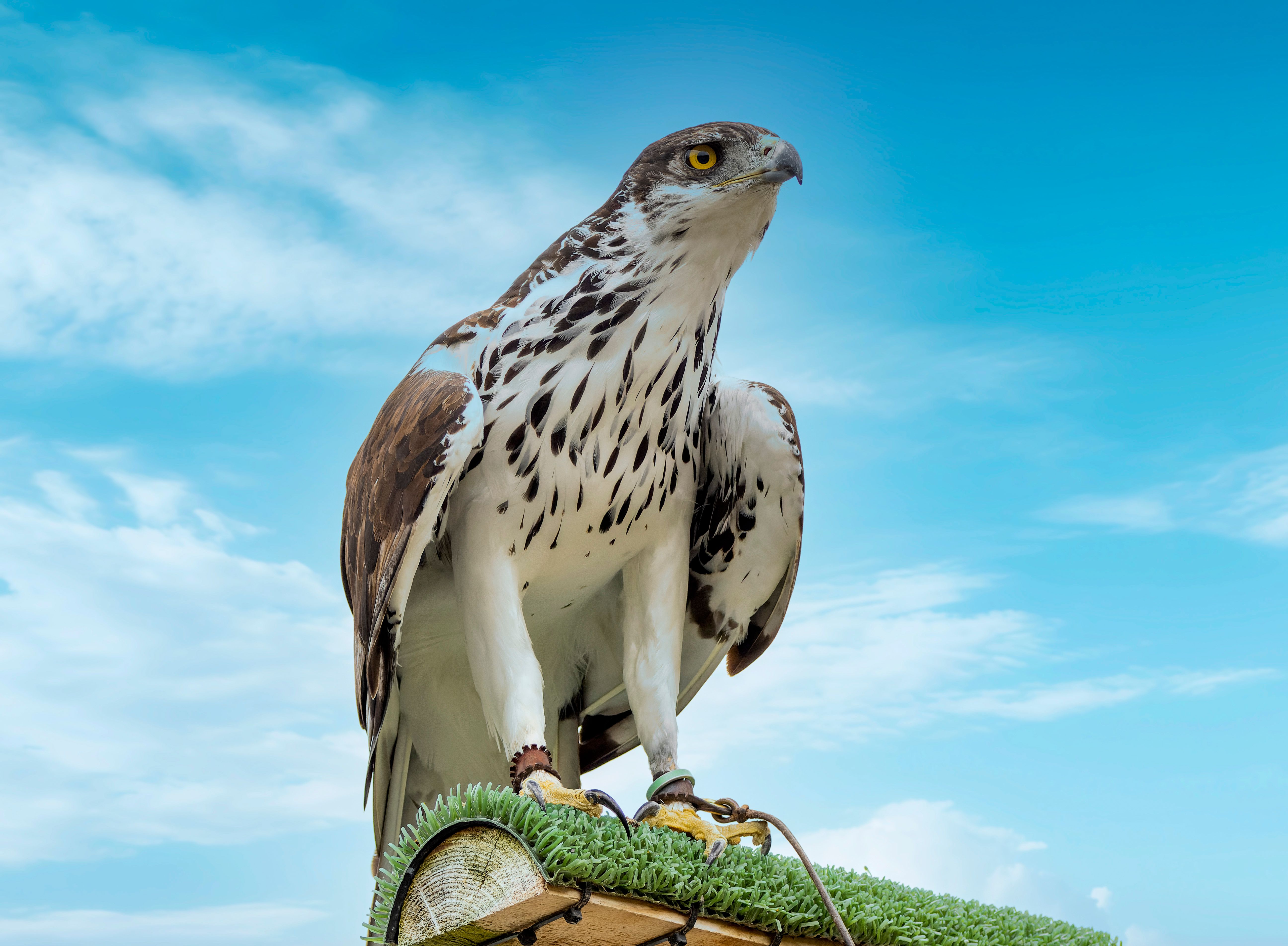 Majestic African Hawk Eagle in Bright Sky · Free Stock Photo