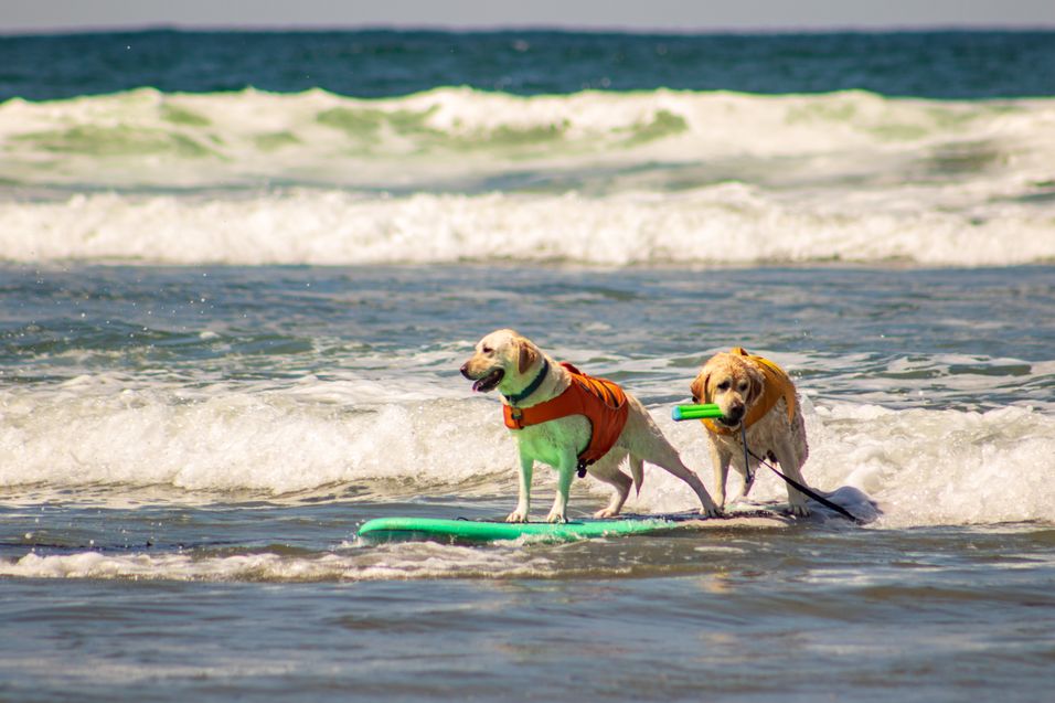 Are Dogs Animals or a Distinct Species, Explained
