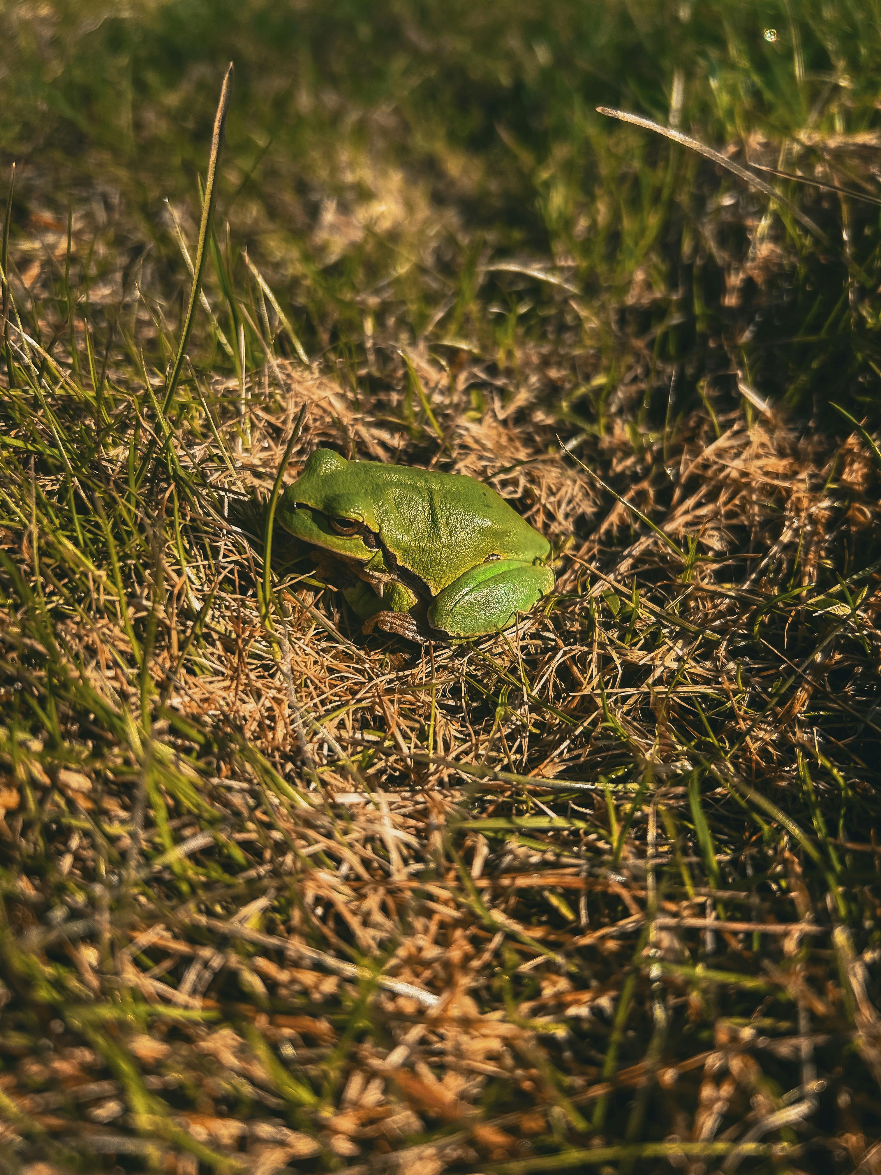 Green Frog Resting in Sunlit Grass Field · Free Stock Photo