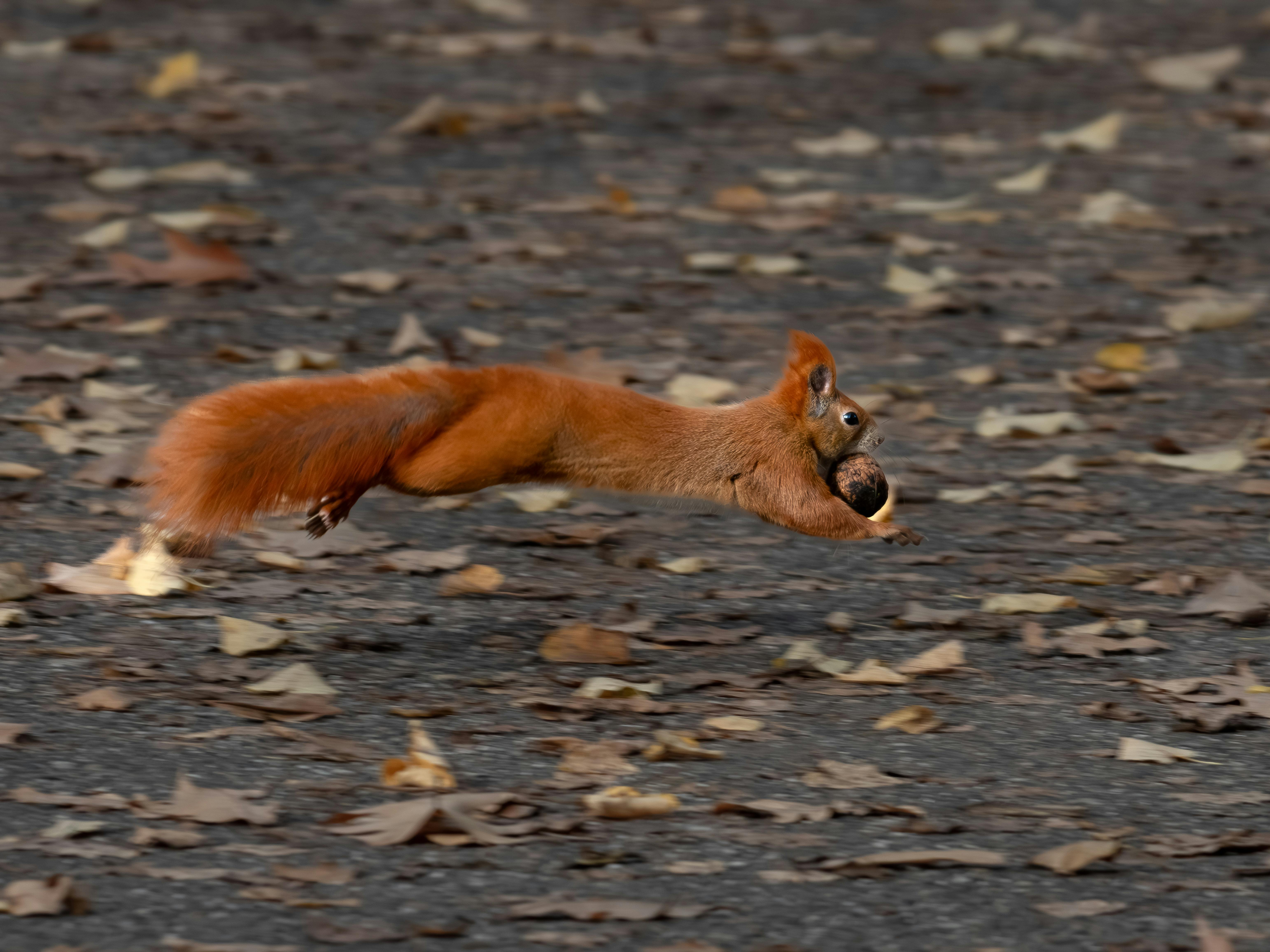 Red Squirrel Leaping with Nut on Autumn Ground · Free Stock Photo