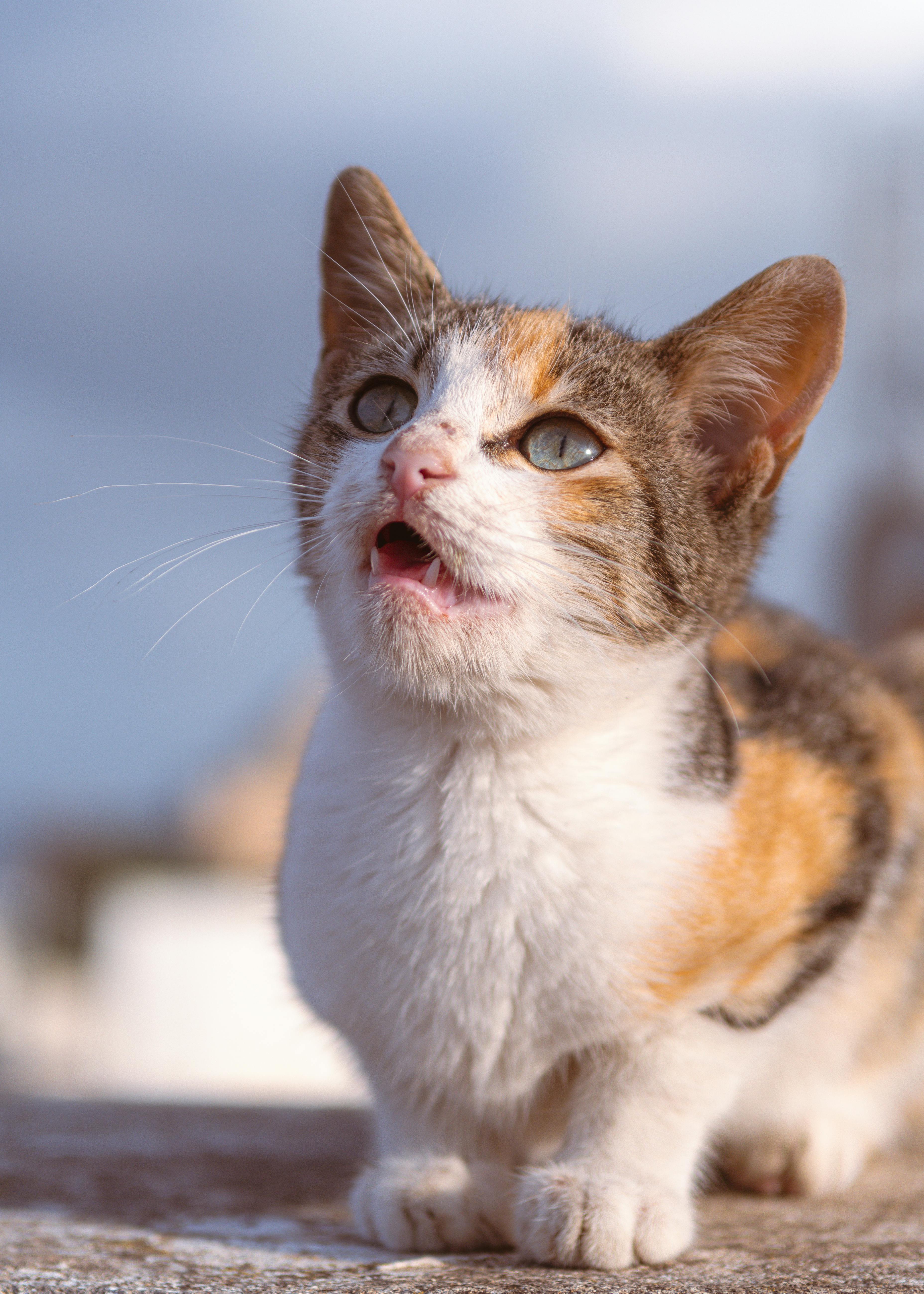 Mewing Kitten Photos, Download The BEST Free Mewing Kitten Stock Photos ...