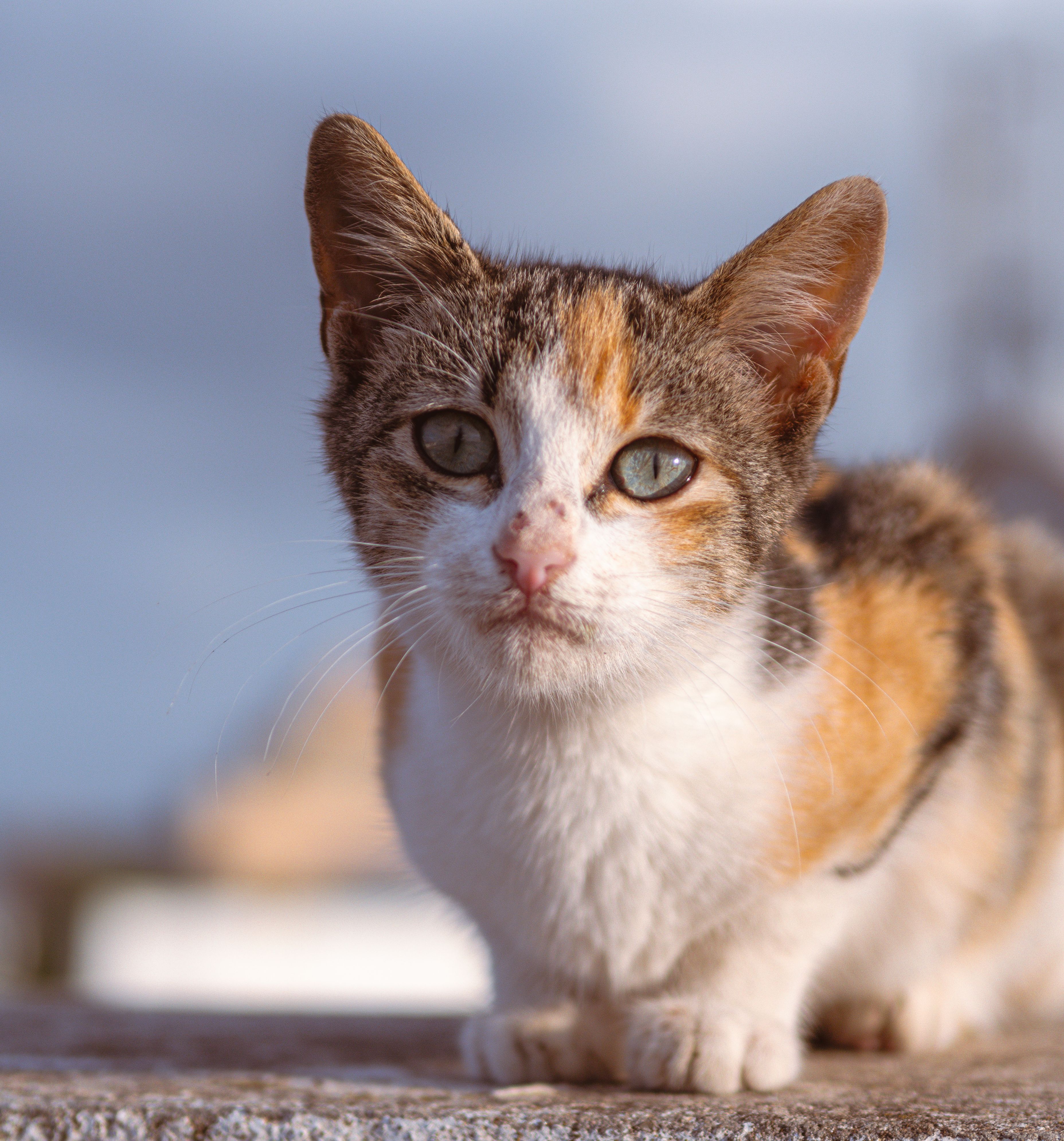 Ginger Cat Markings Photos, Download The BEST Free Ginger Cat Markings ...