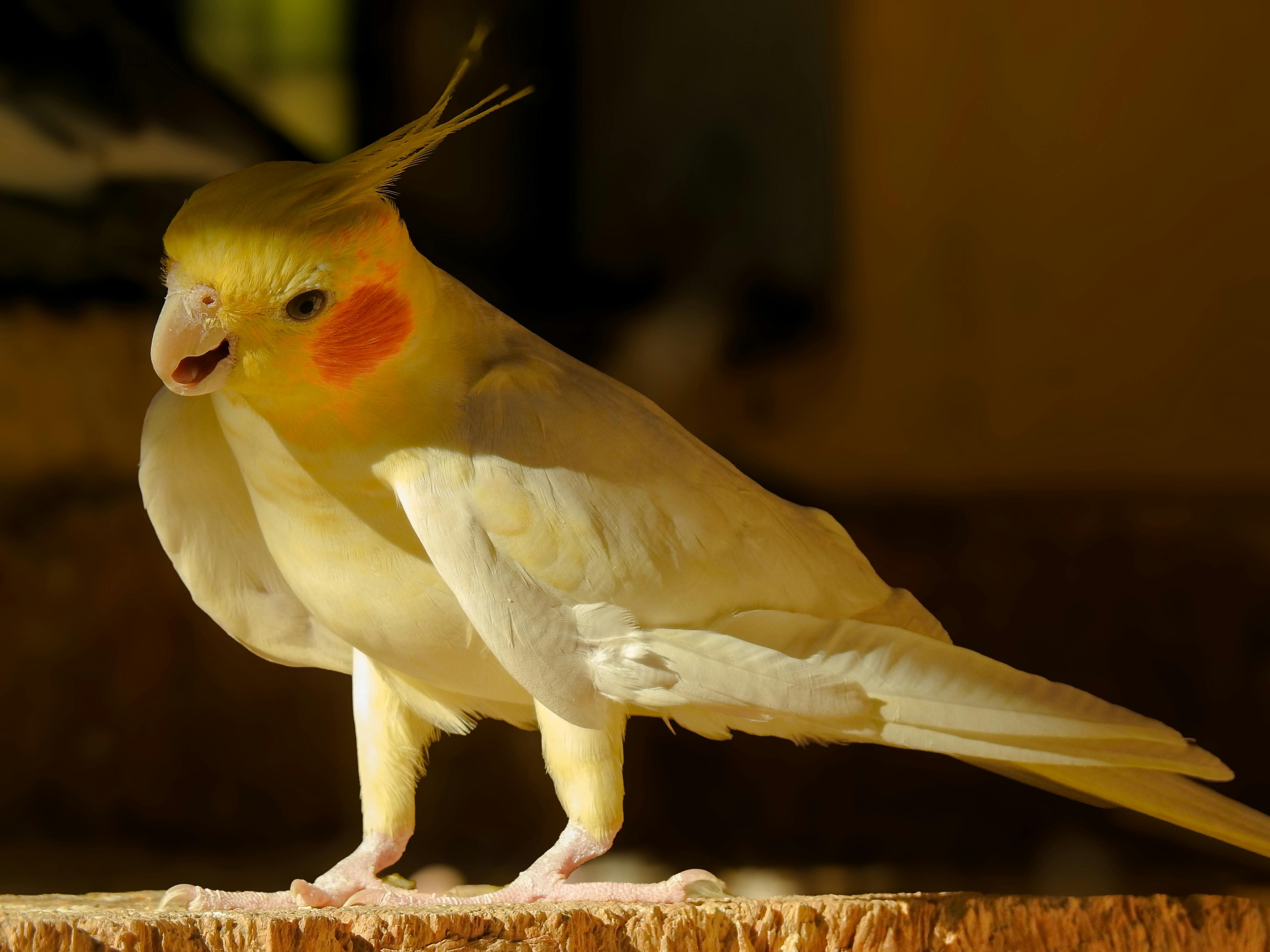 Vibrant Cockatiel Parrot in Warm Light · Free Stock Photo