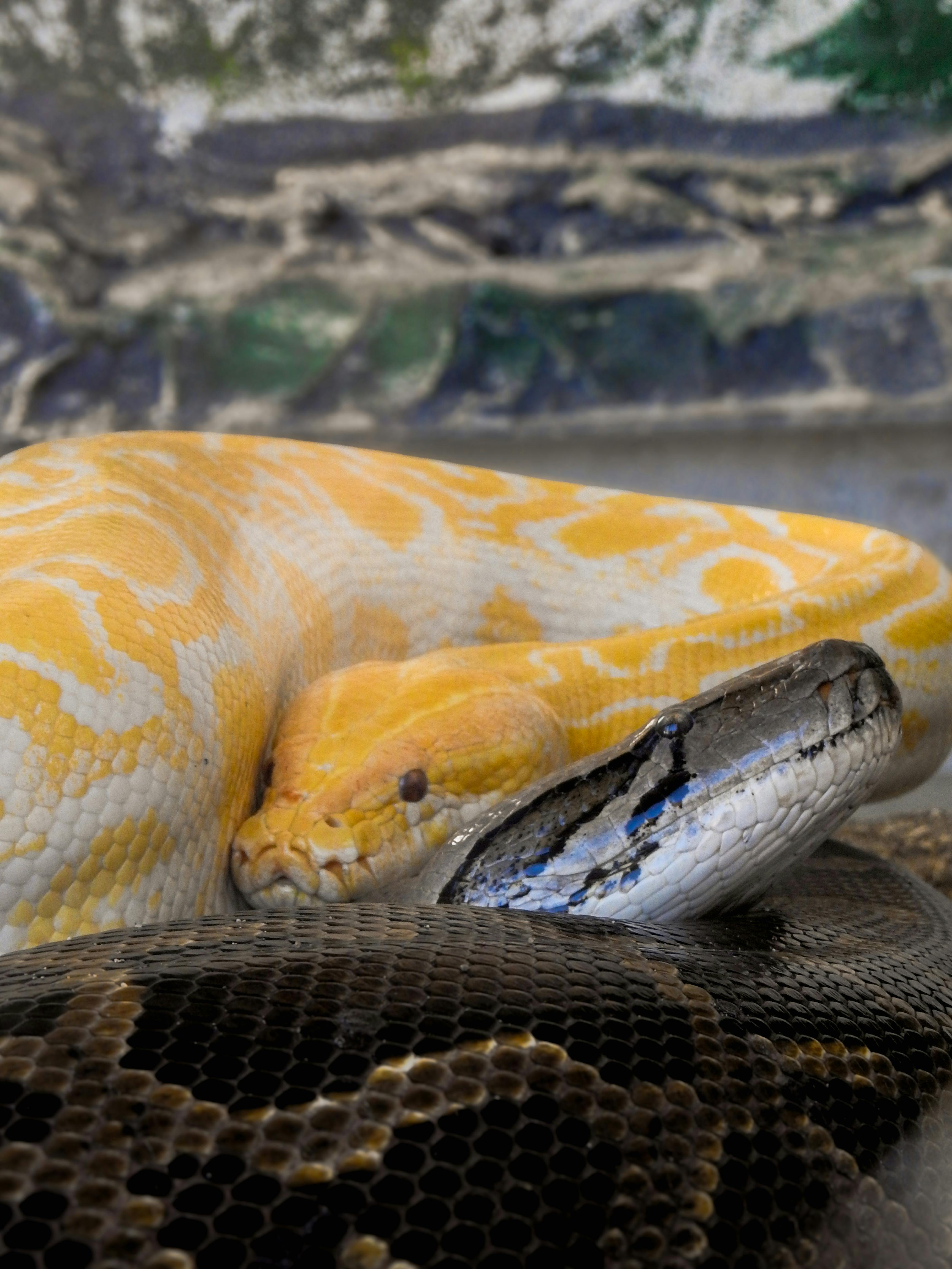 Vivid Close-up of Python Snakes in Zoo Habitat · Free Stock Photo