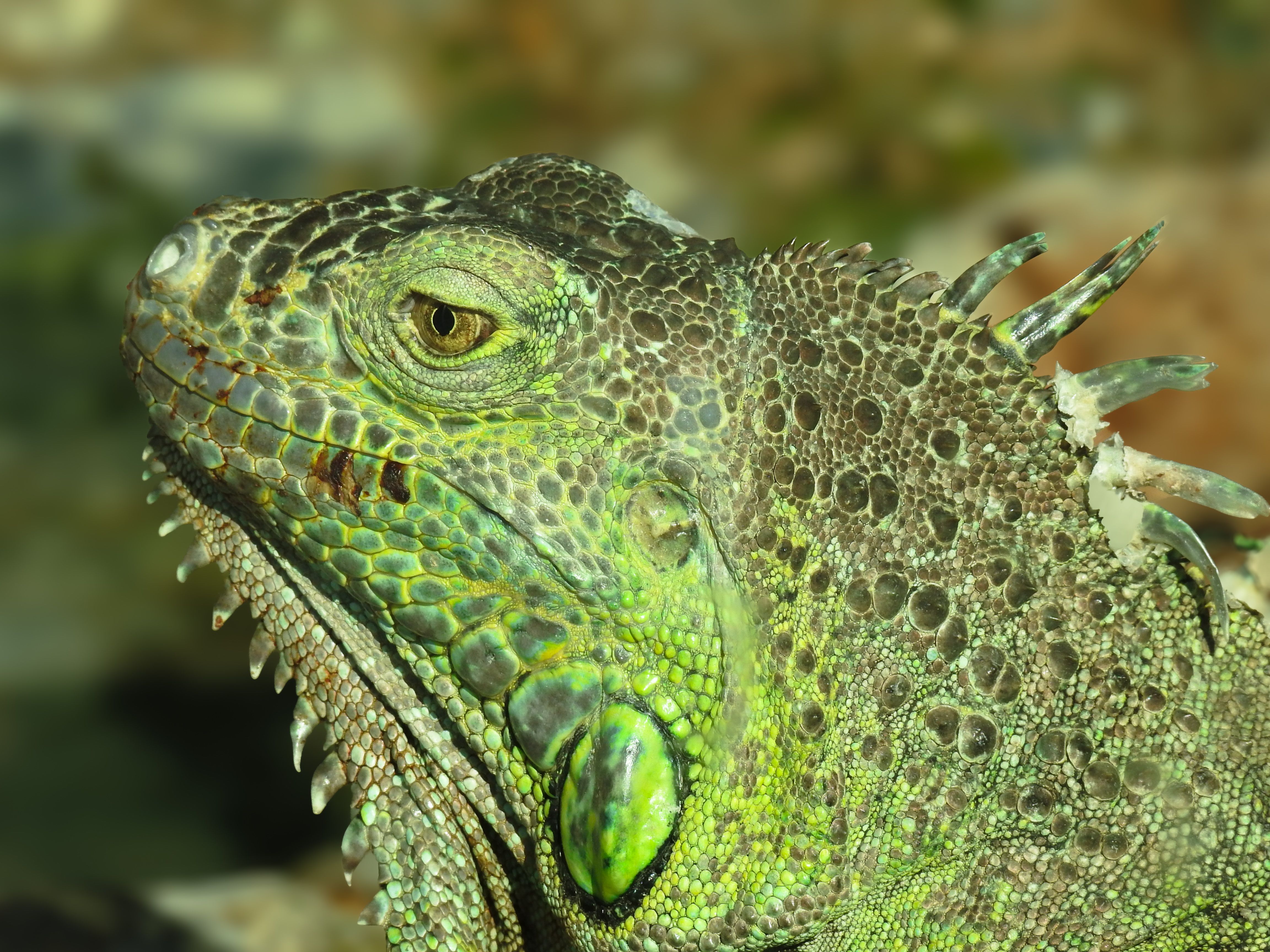 Green Reptile · Free Stock Photo