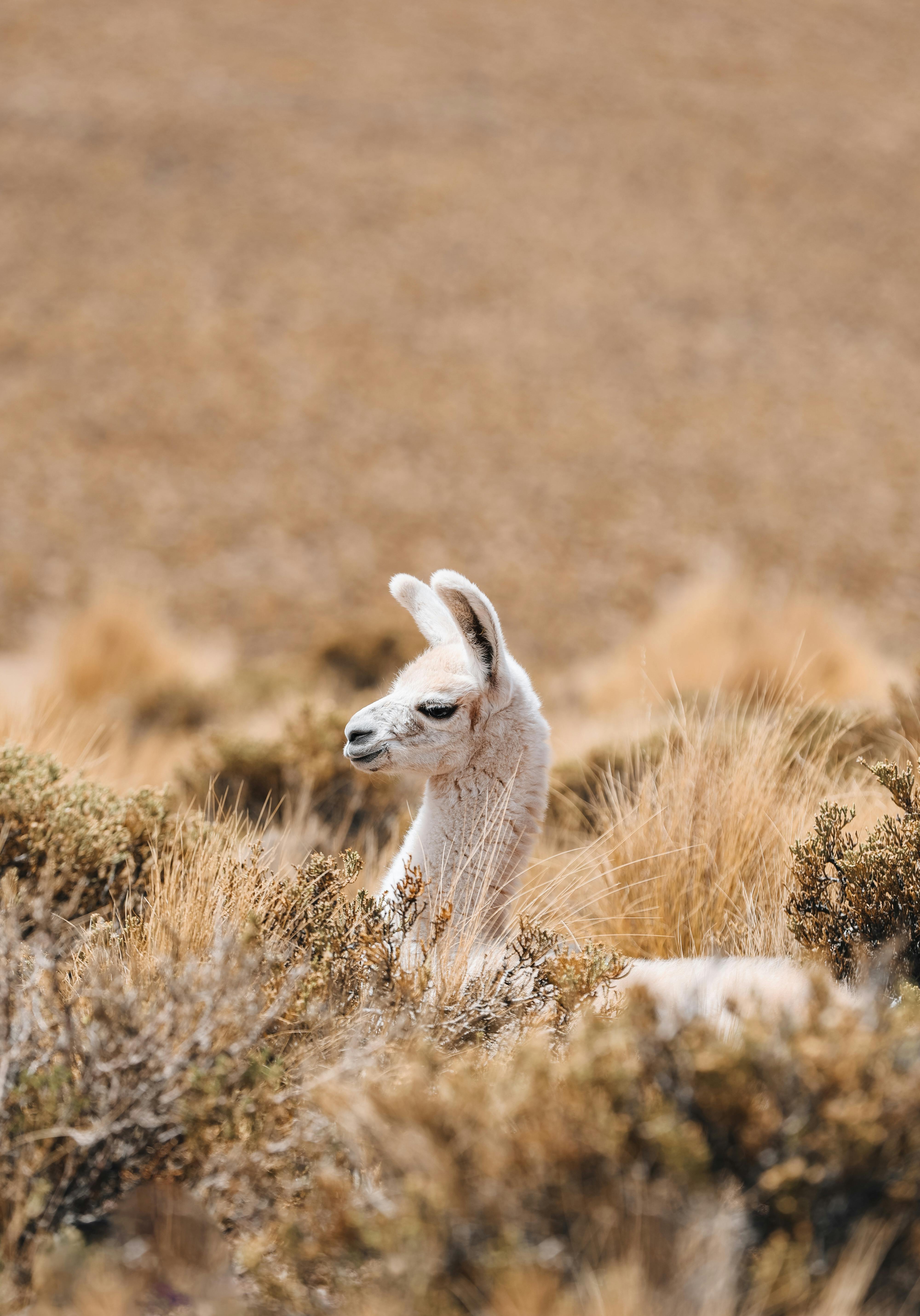Llama Grazing in Natural Habitat · Free Stock Photo