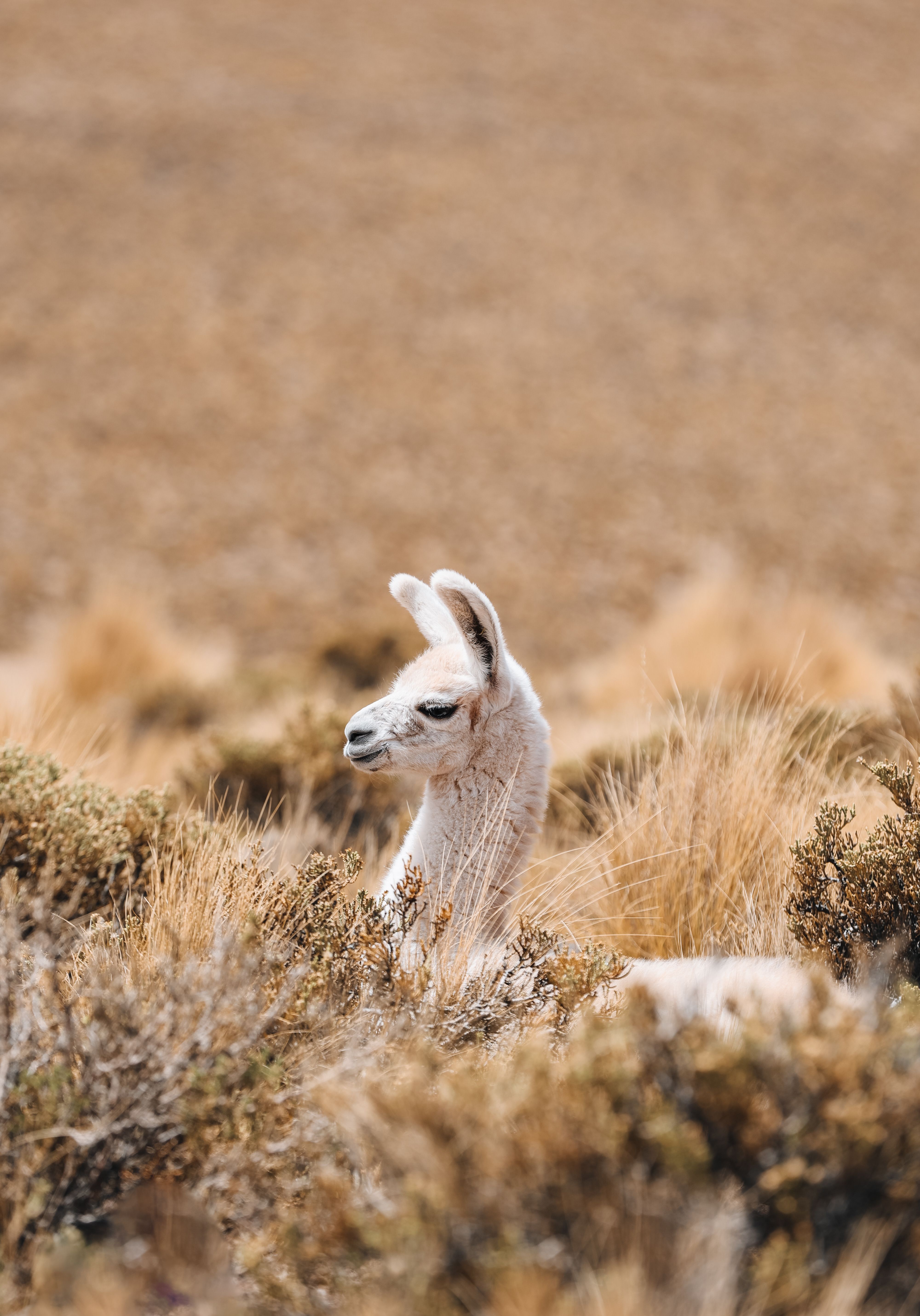Llama Grazing in Natural Habitat · Free Stock Photo