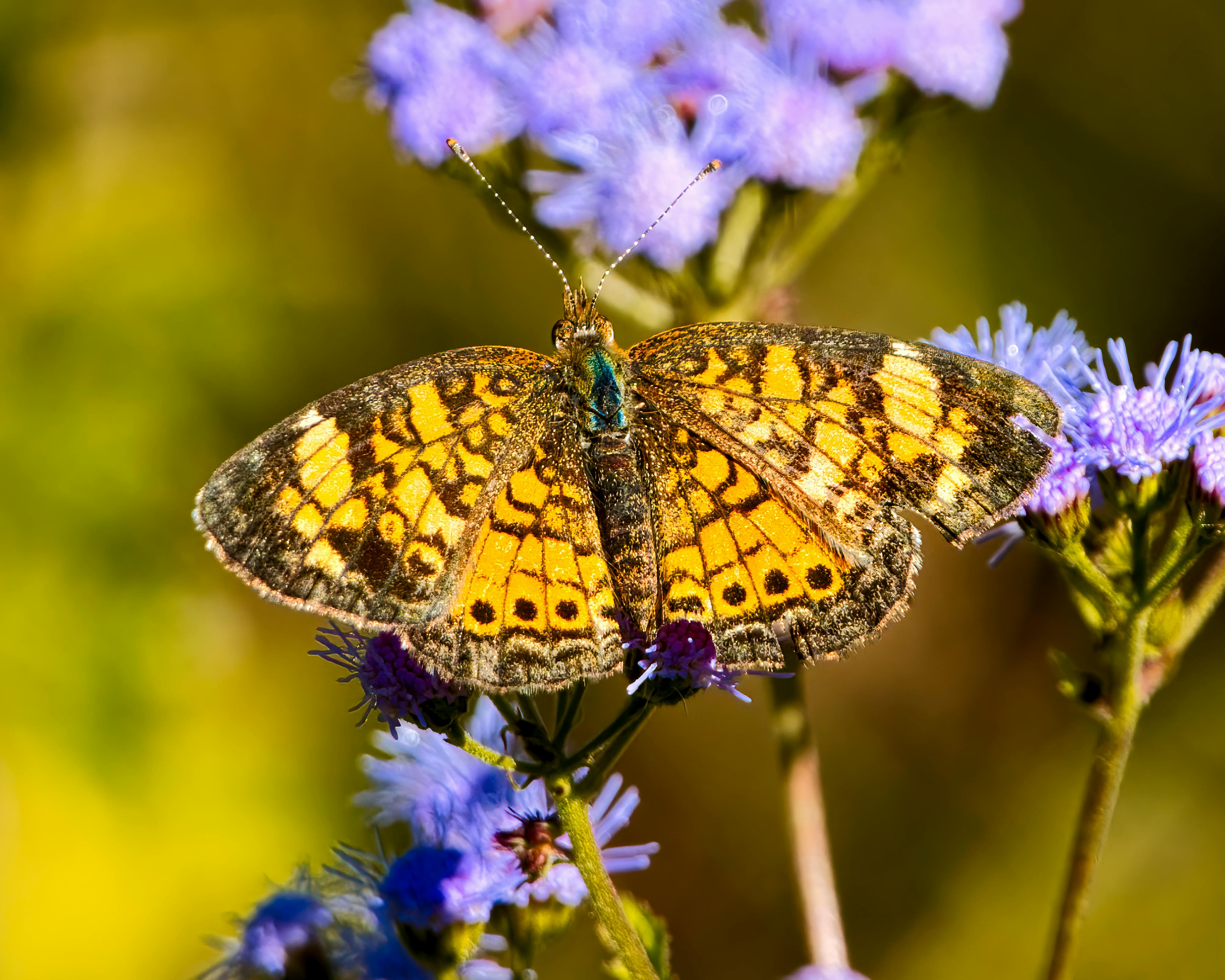 Claudia Photos, Download The BEST Free Claudia Stock Photos & HD Images