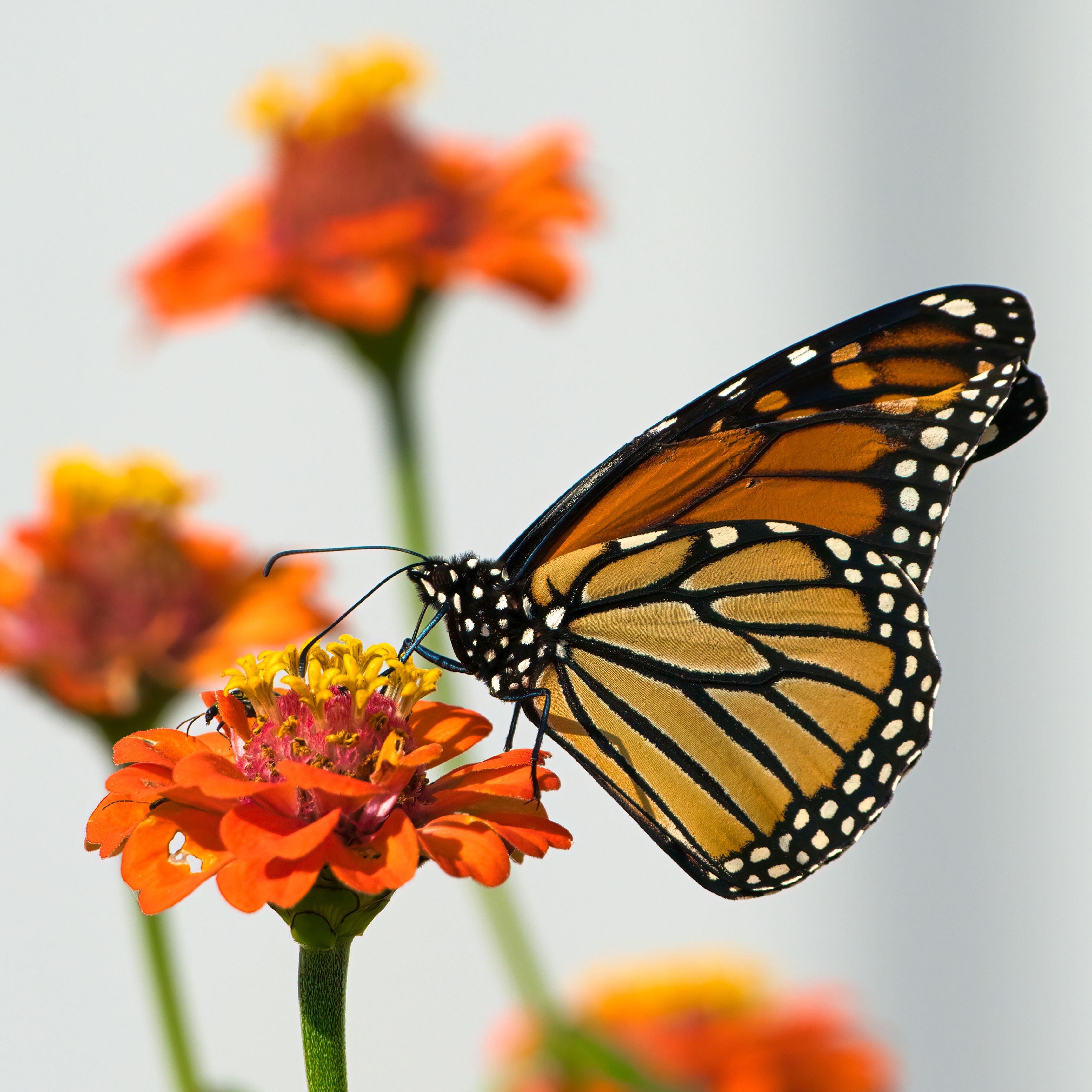 Monarch Butterfly on Vibrant Orange Flower in Dover · Free Stock Photo