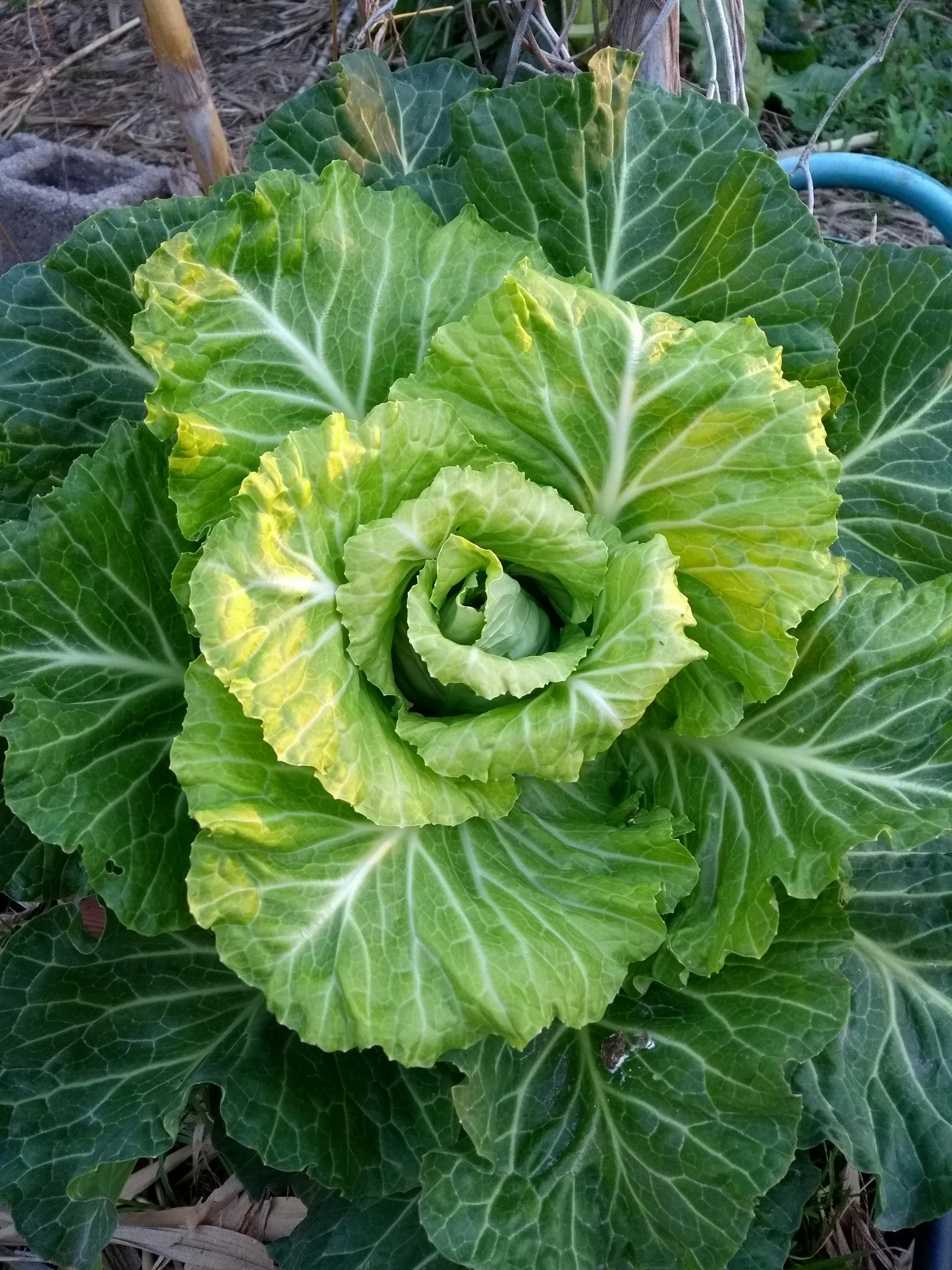 Close-up of Fresh Green Cabbage Leaves in Garden · Free Stock Photo