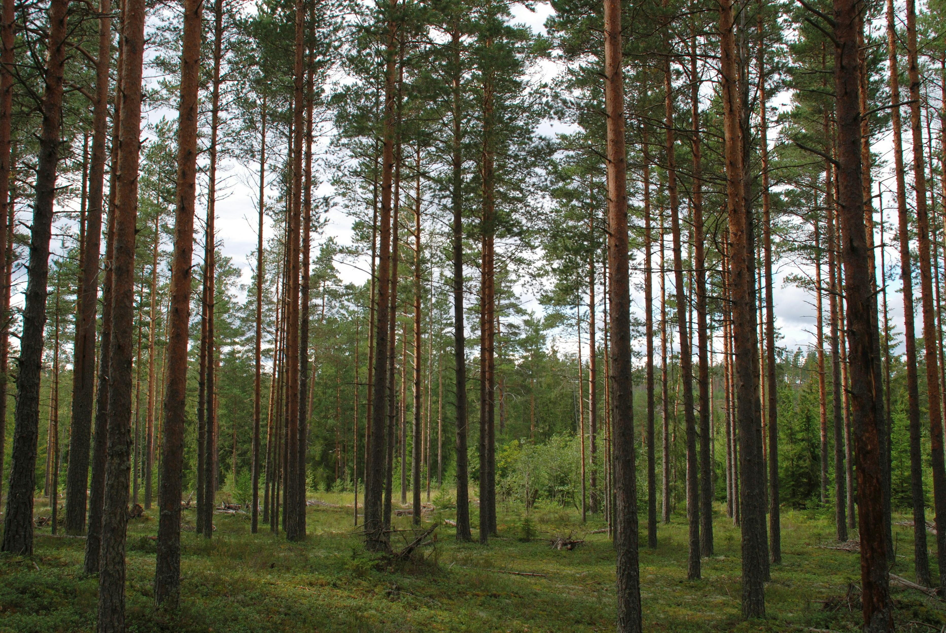 Tall Pine Trees in a Dense Forest · Free Stock Photo
