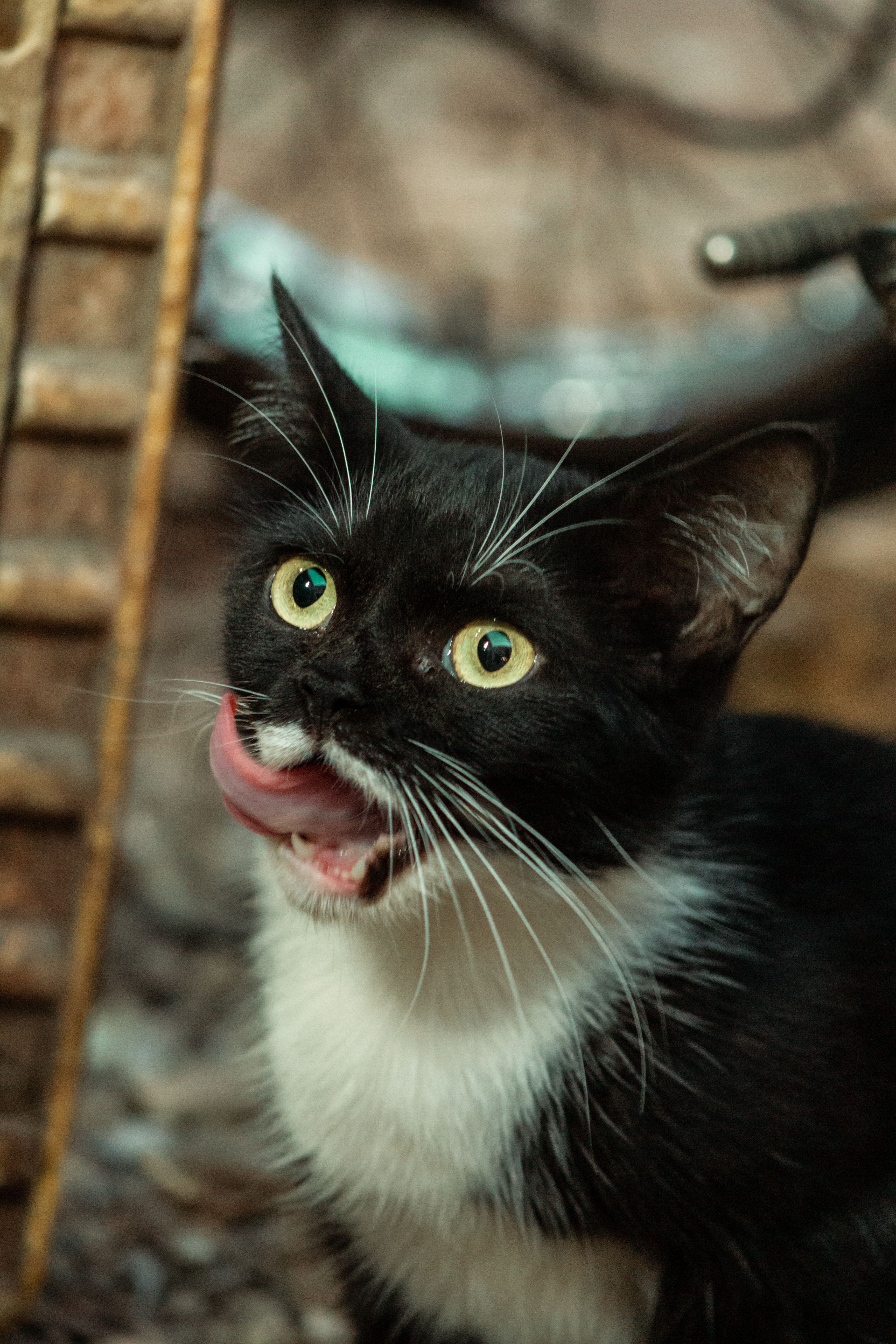 Cat Enthusiasm Photos, Download The BEST Free Cat Enthusiasm Stock ...
