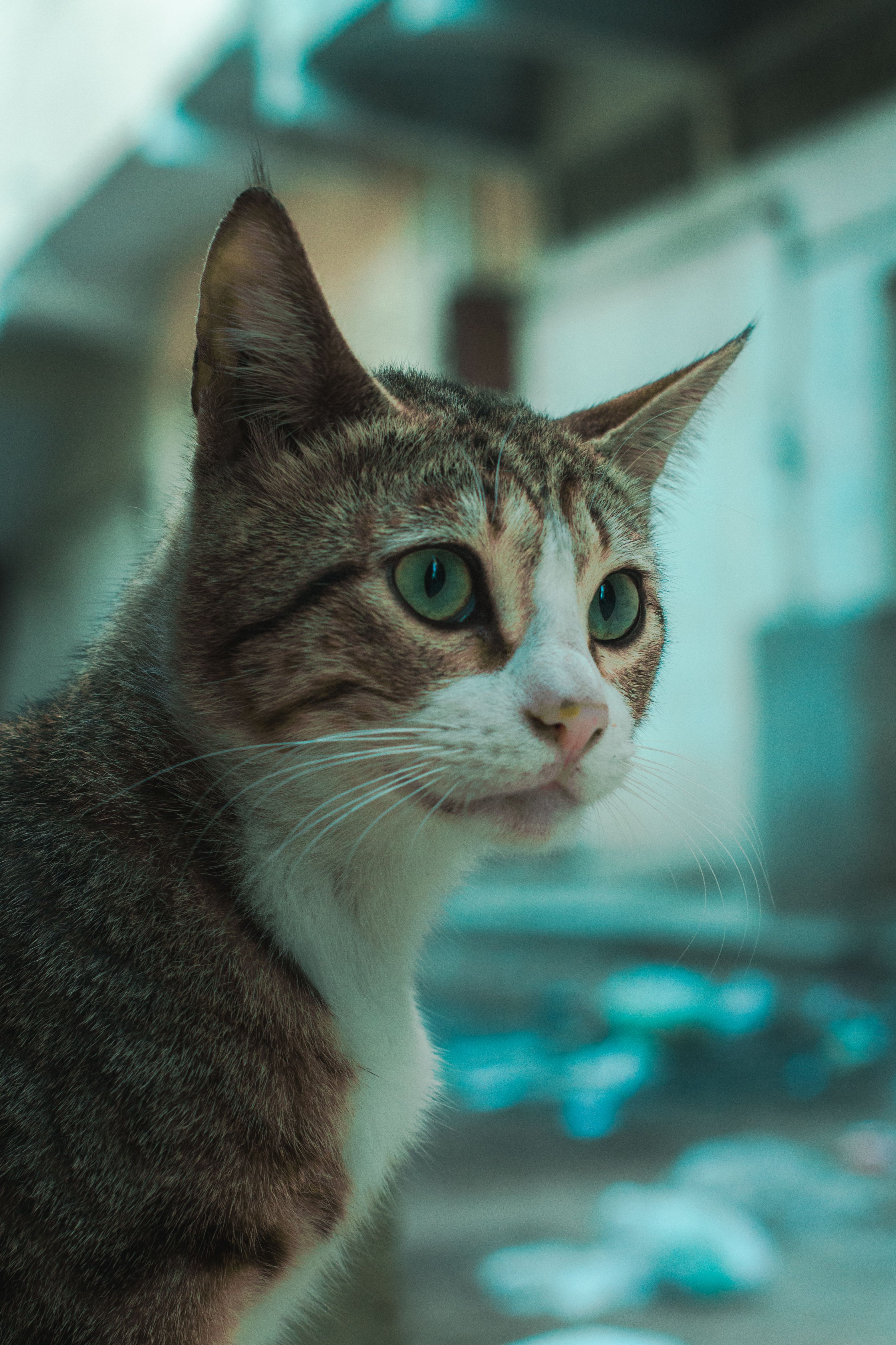 Close-Up Portrait of a Curious Outdoor Cat · Free Stock Photo