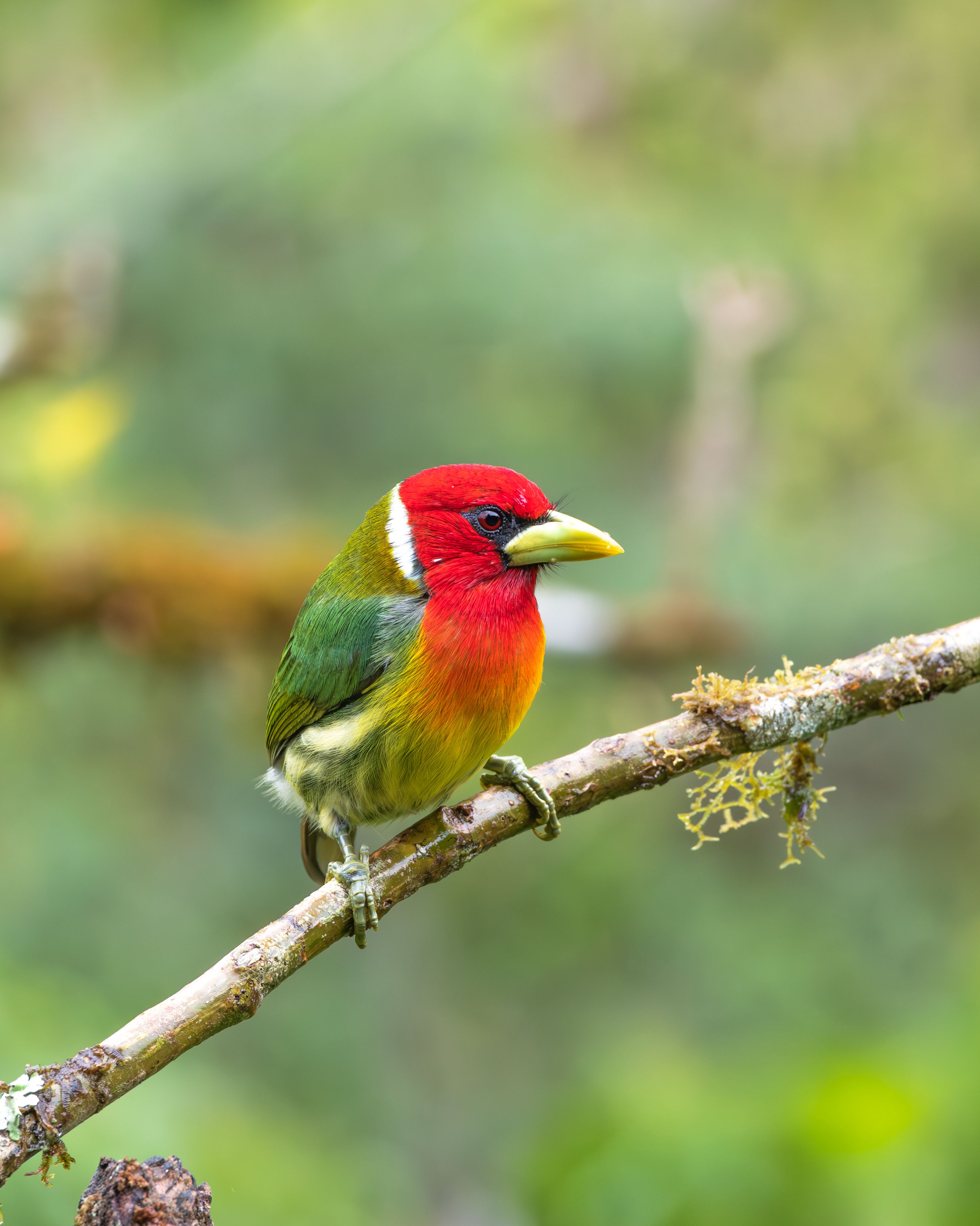 Vibrant Red-headed Barbet on a Branch in Costa Rica · Free Stock Photo