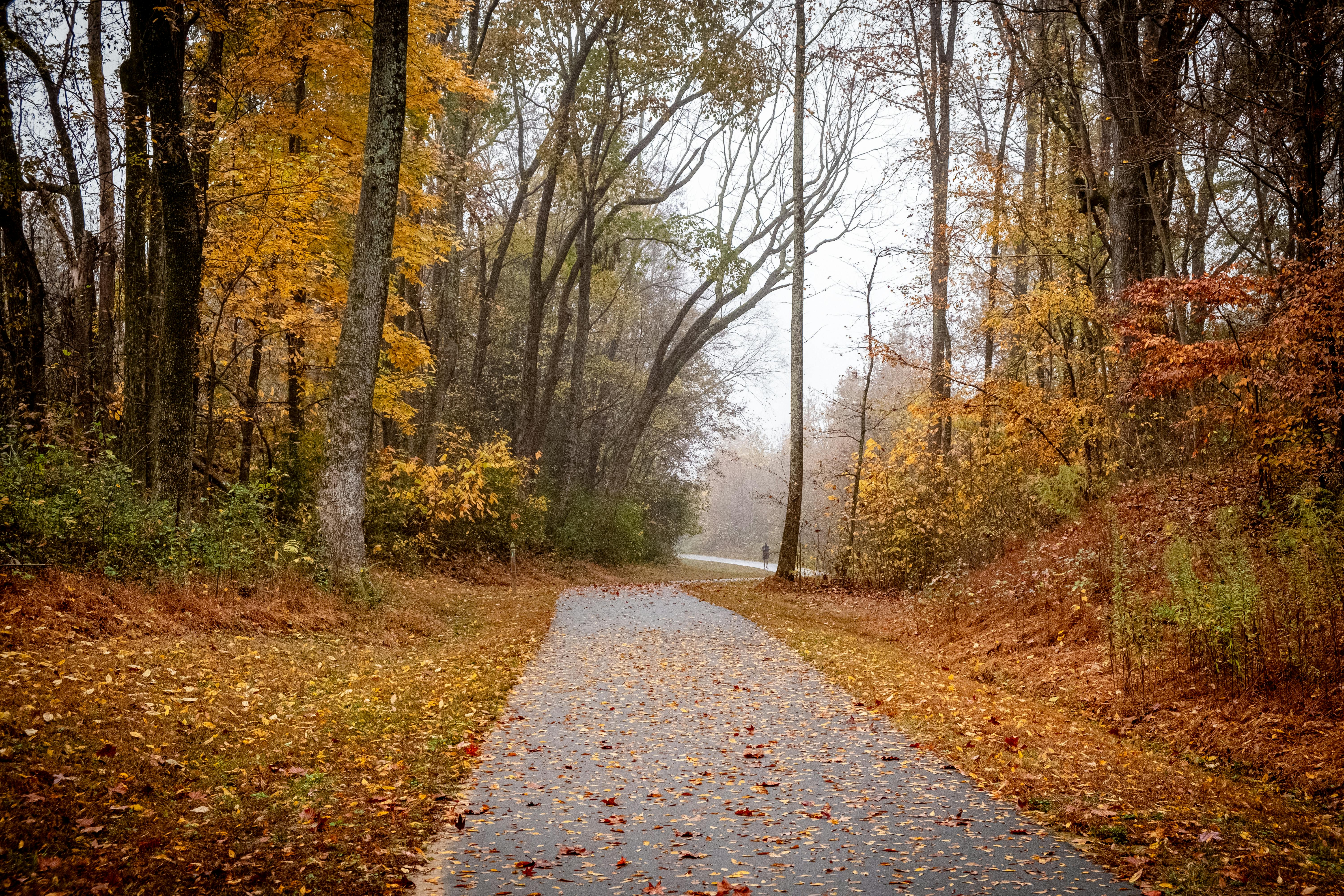 Serene Autumn Pathway through Colorful Forest · Free Stock Photo