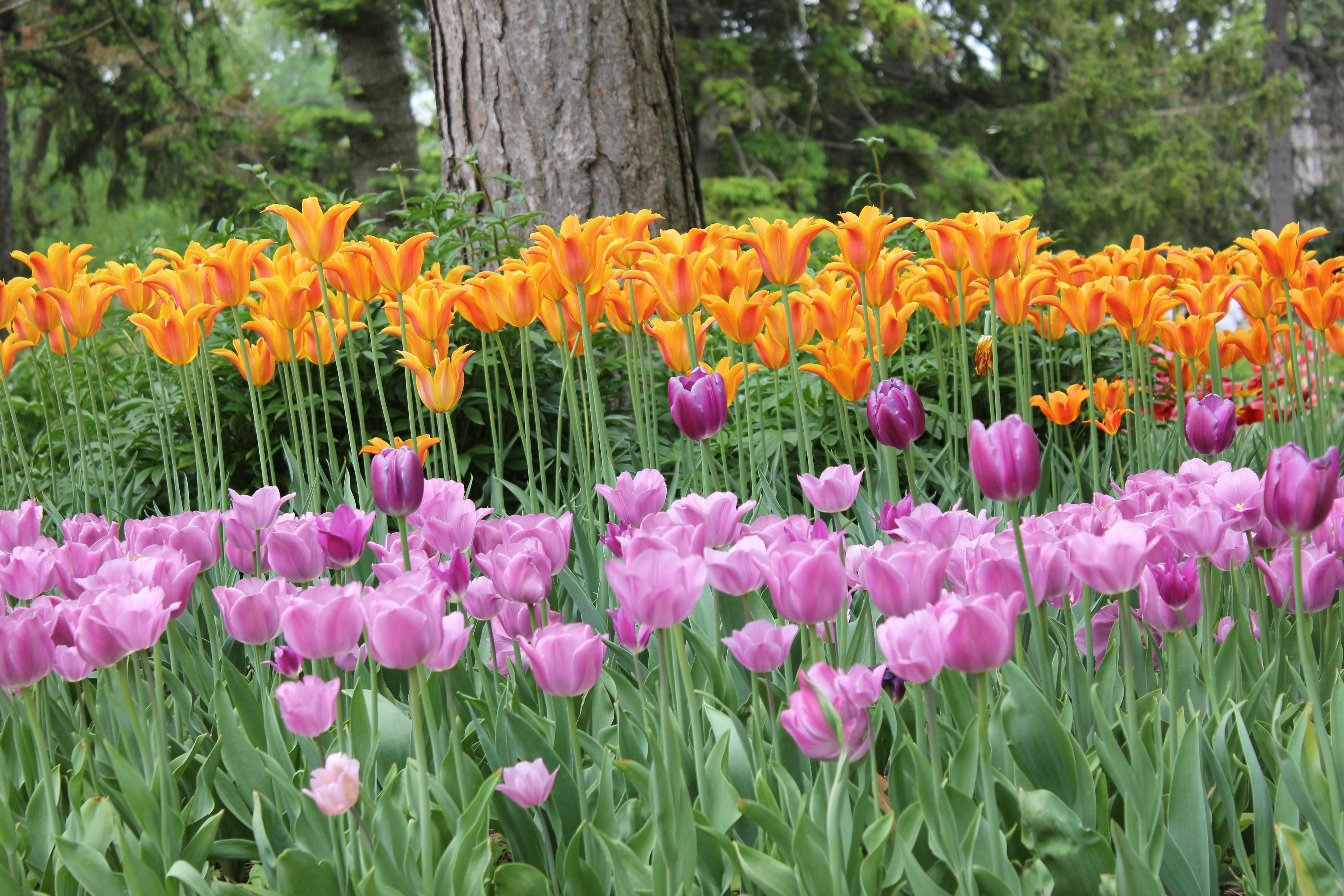Vibrant Spring Tulip Garden in Toronto · Free Stock Photo