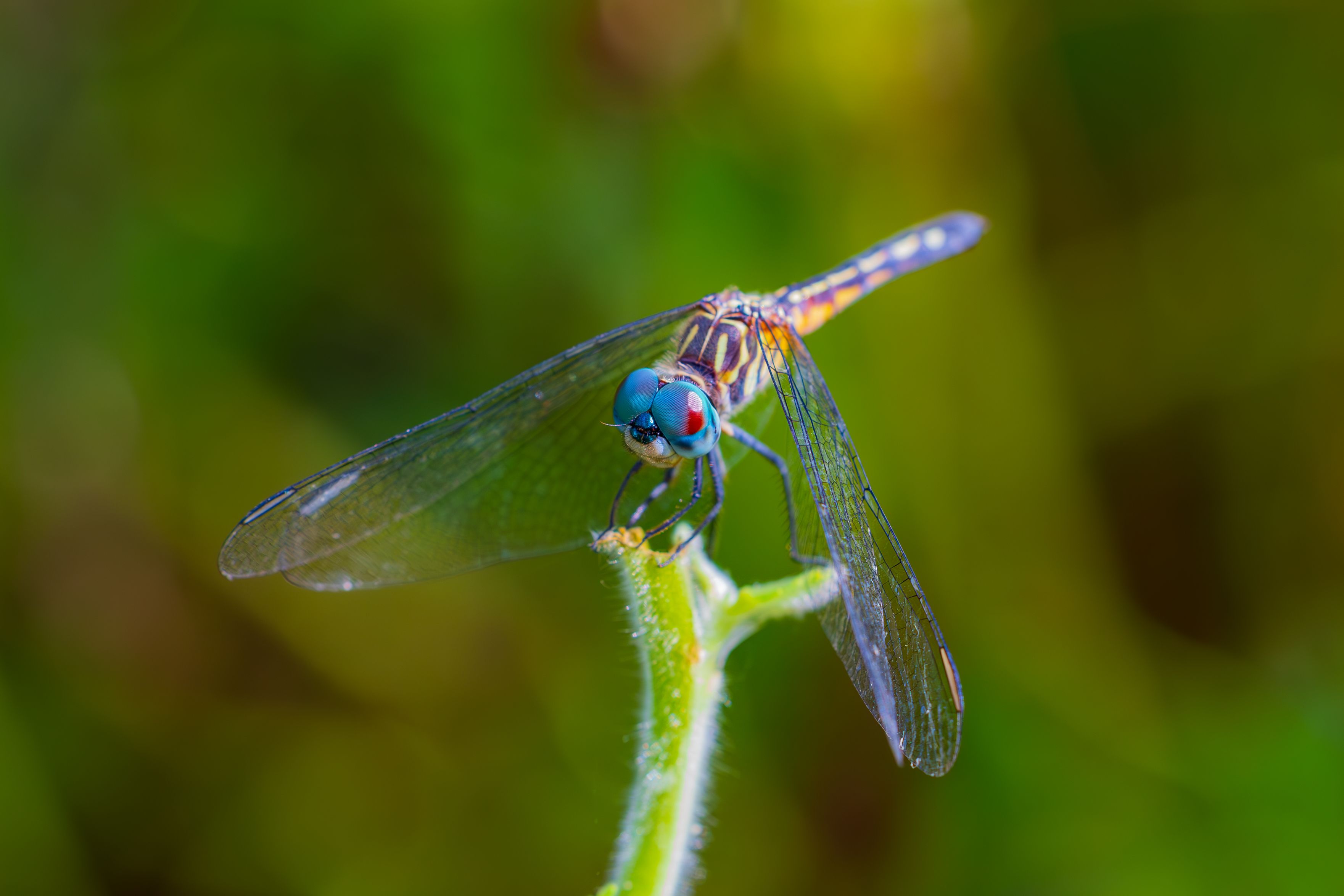 Close-Up of Blue Dasher Dragonfly Perched on Stem · Free Stock Photo