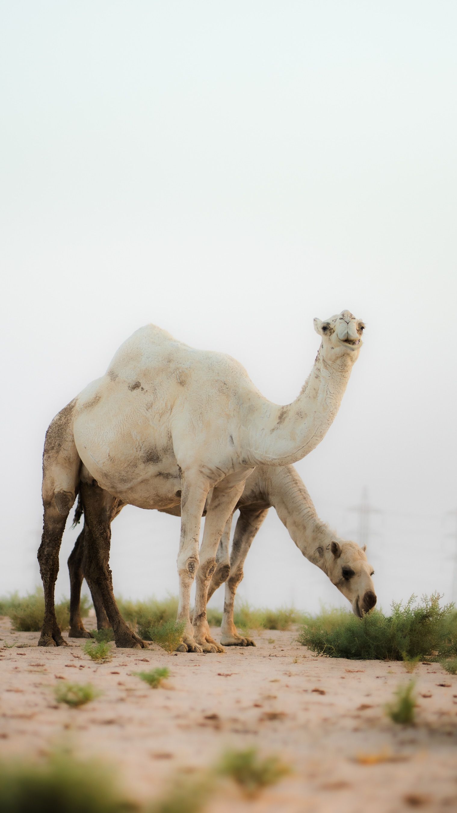 White Camels Grazing in Desert Landscape · Free Stock Photo