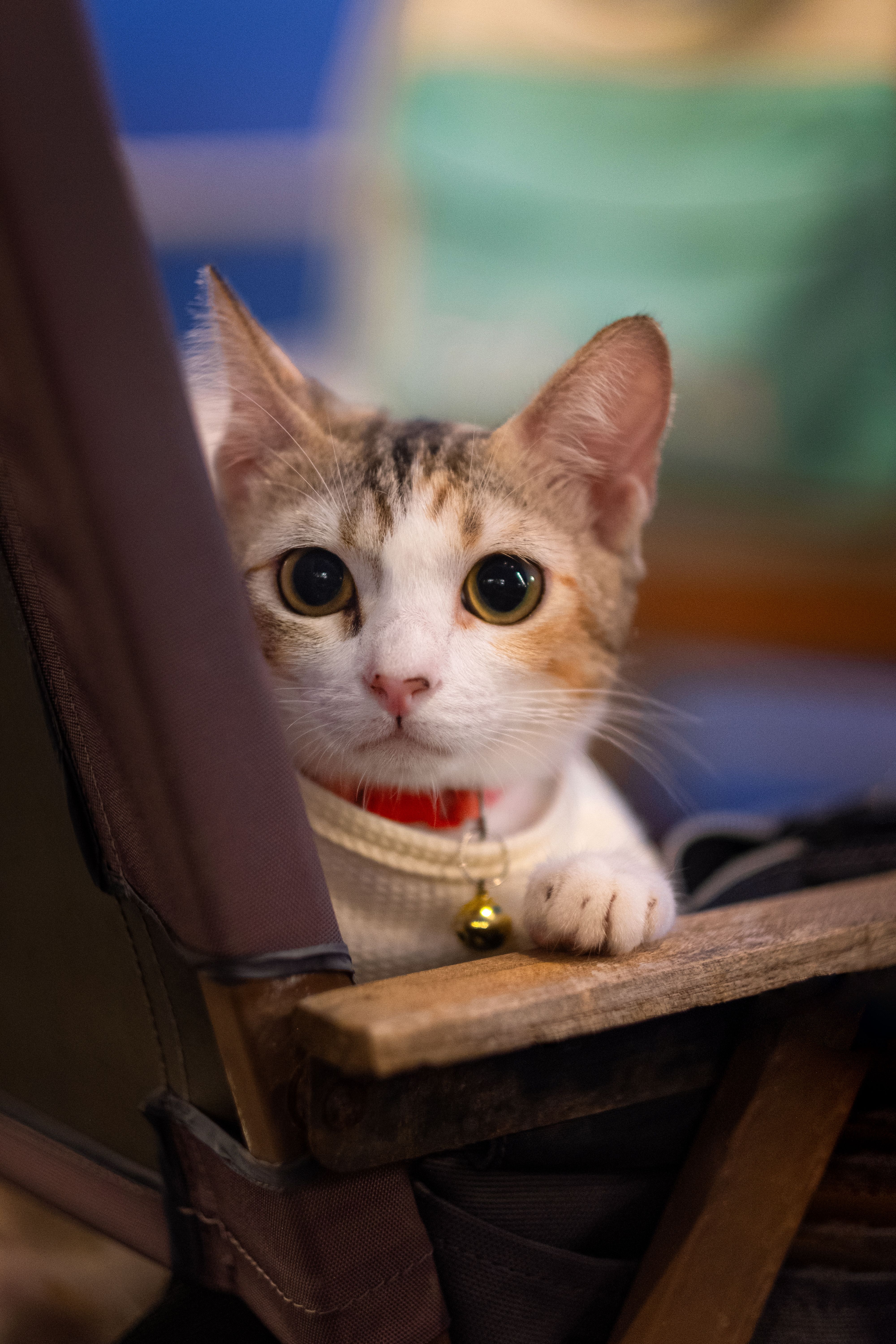 Cute ... Photos, Download The BEST Free Cute ... Stock Photos & HD Images