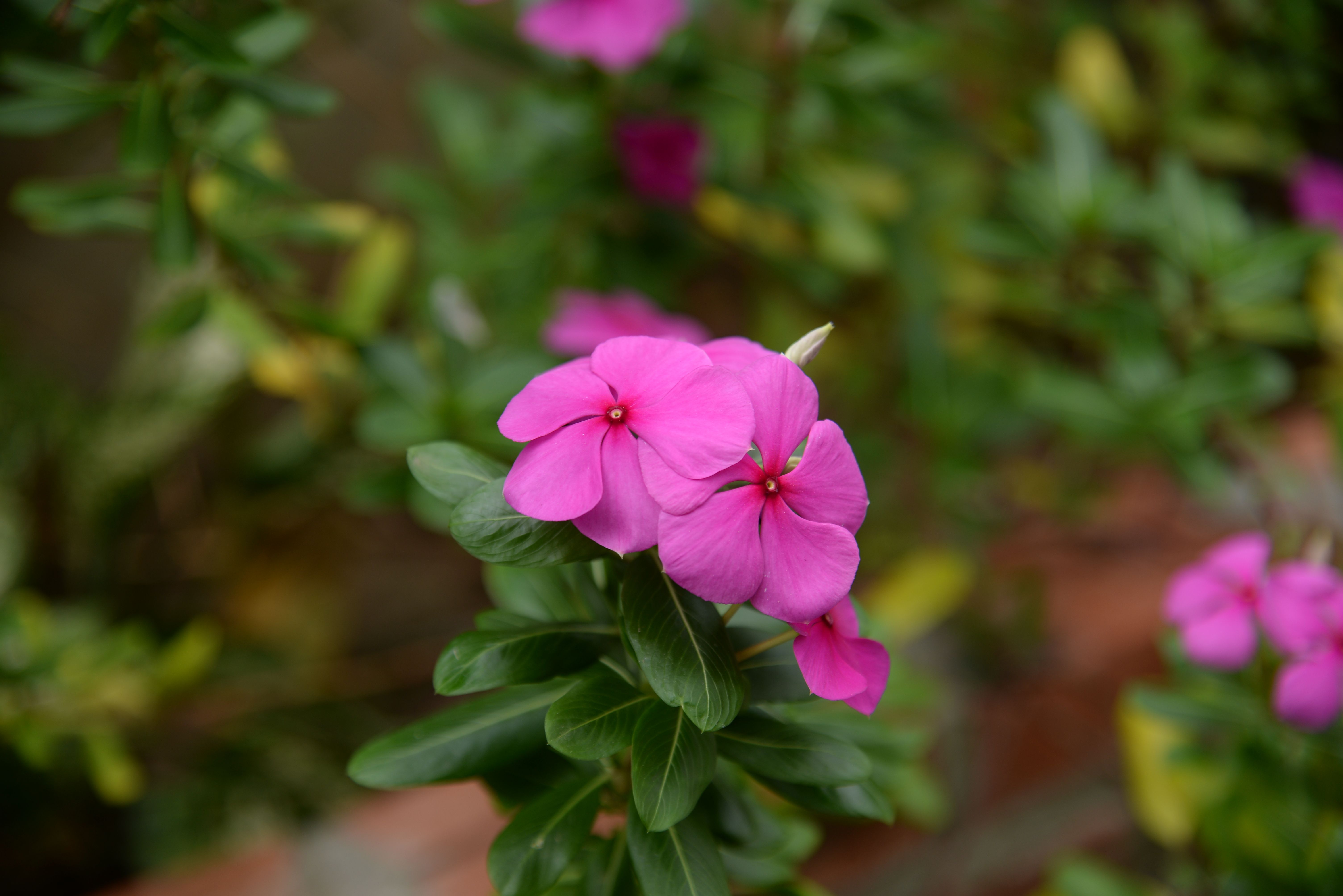 Vinca Minor Diseases: Spot & Fix Pests & Fungi