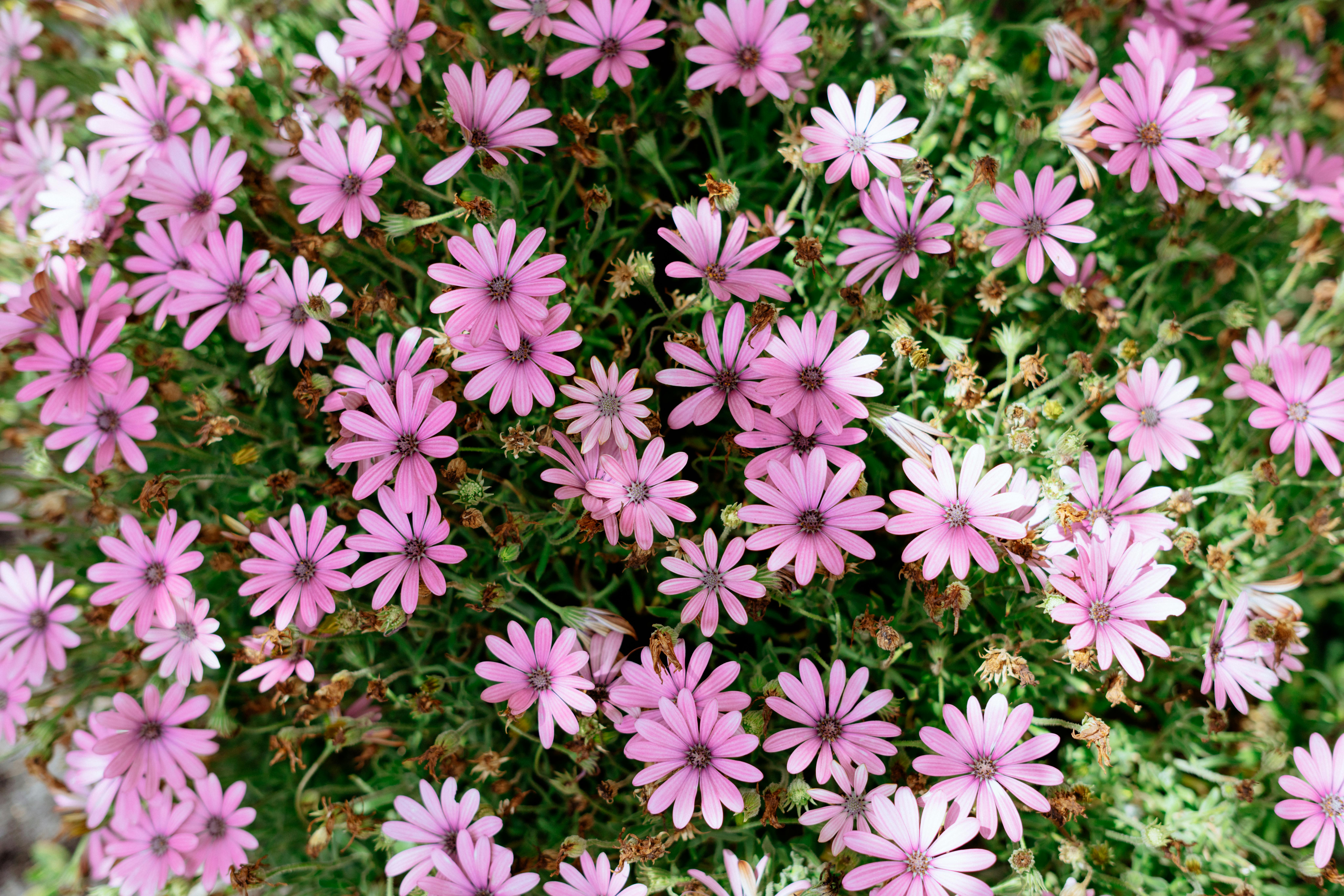 Margaritas De Color Rosa Vibrante En Plena Floración · Foto de stock ...