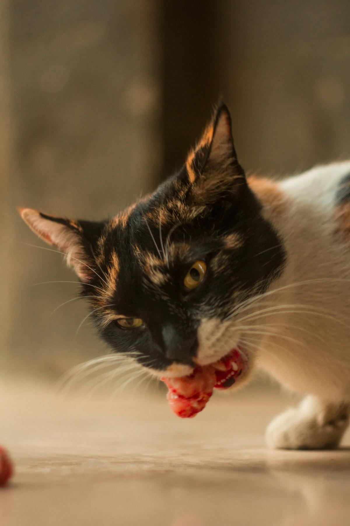 Cat Eating Photos, Download The BEST Free Cat Eating Stock Photos & HD ...