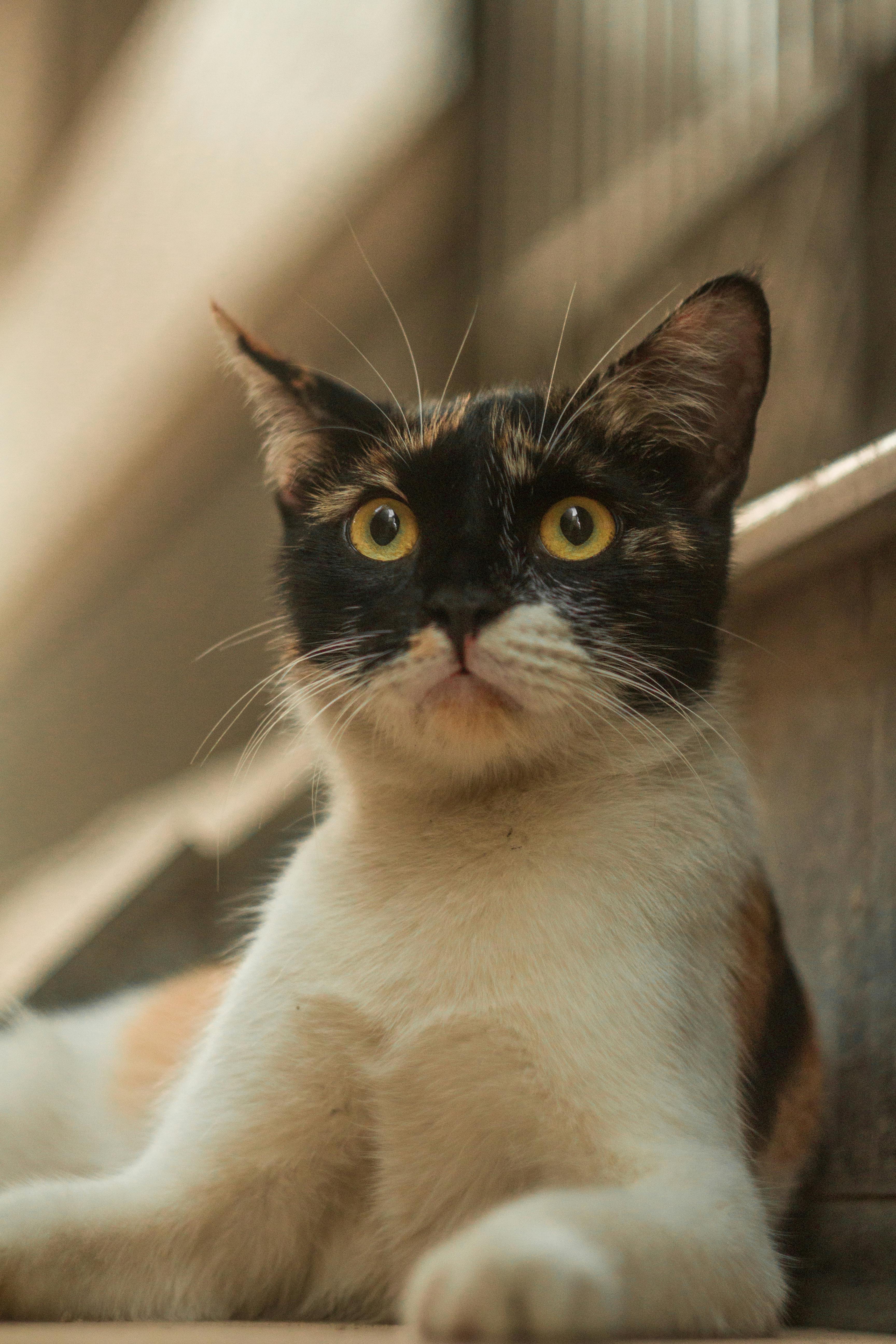 Person's Left Hand Holding Calico Cat · Free Stock Photo