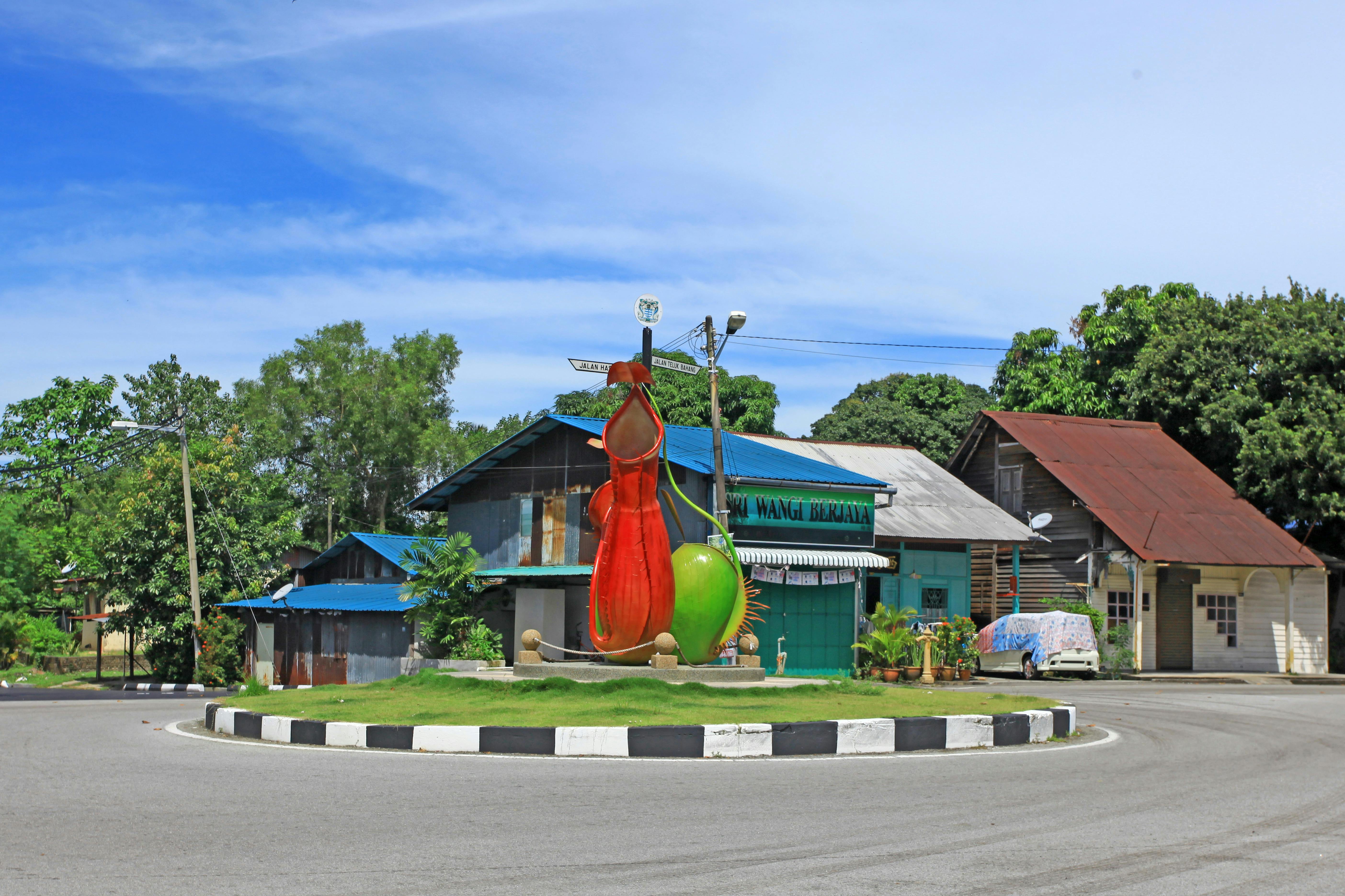 Giant Pitcher Plant Photos, Download The BEST Free Giant Pitcher Plant ...