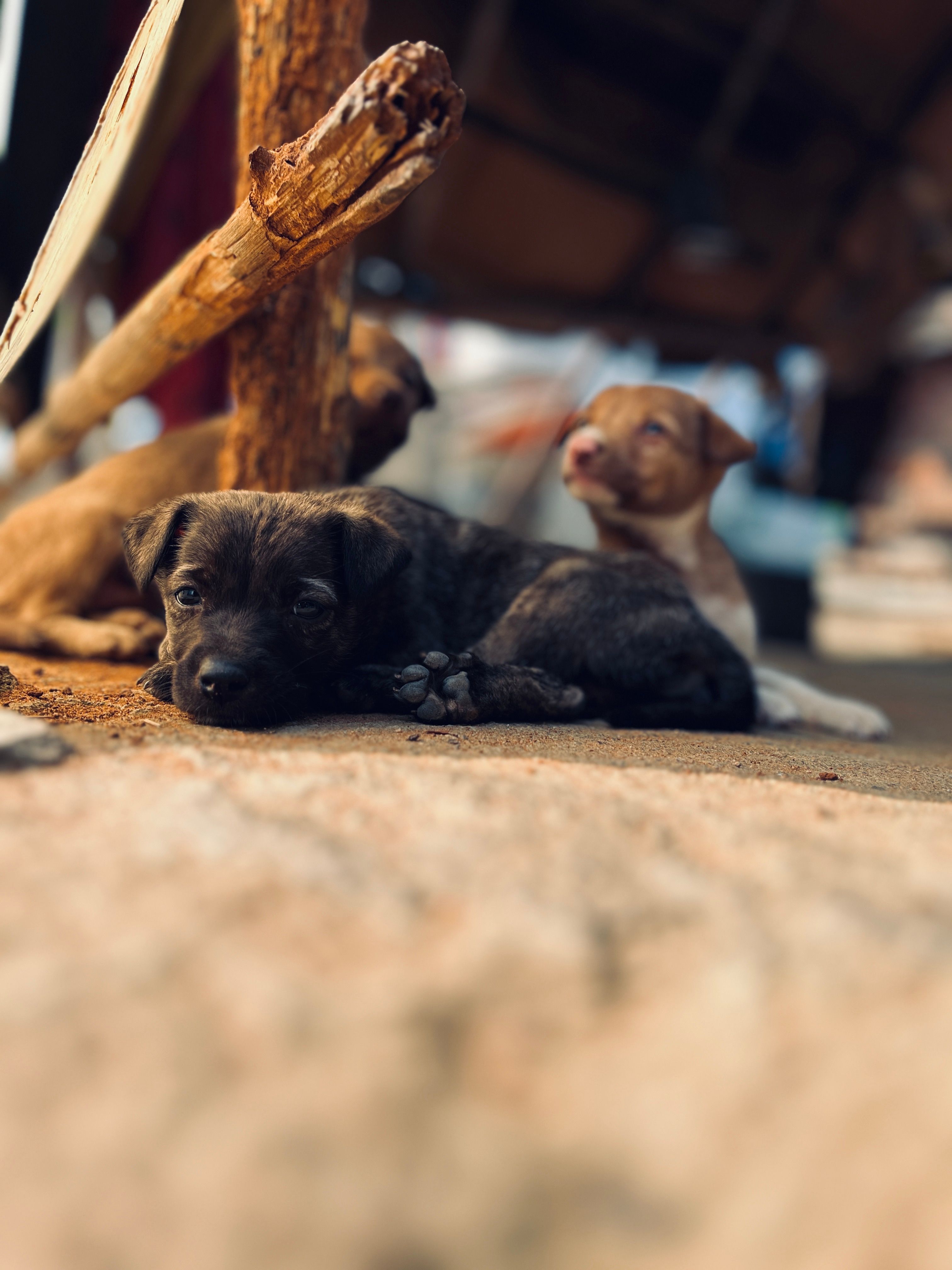 Adorable Puppies Relaxing on a Sunny Day · Free Stock Photo