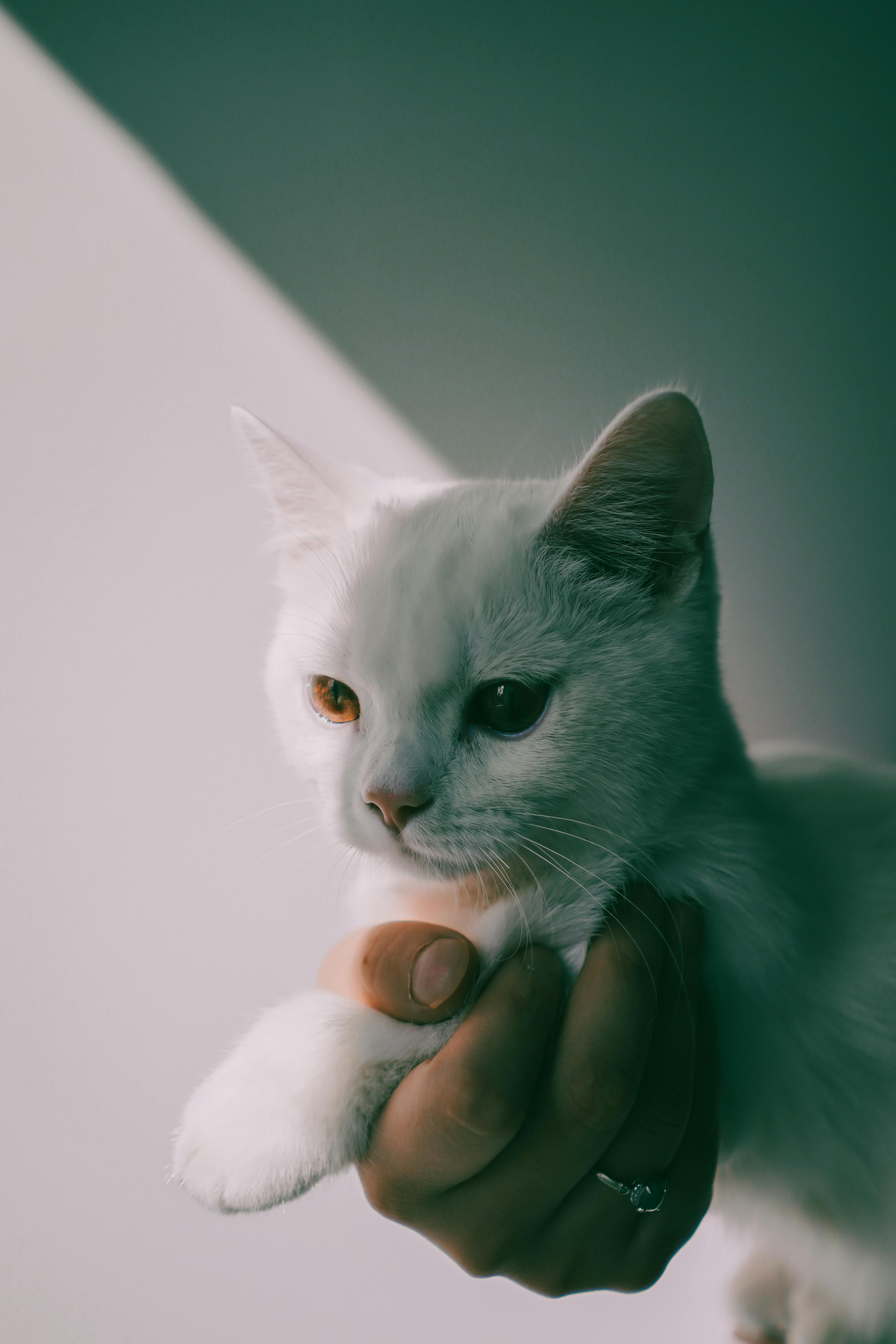 Cat Jpg Photos, Download The BEST Free Cat Jpg Stock Photos & HD Images