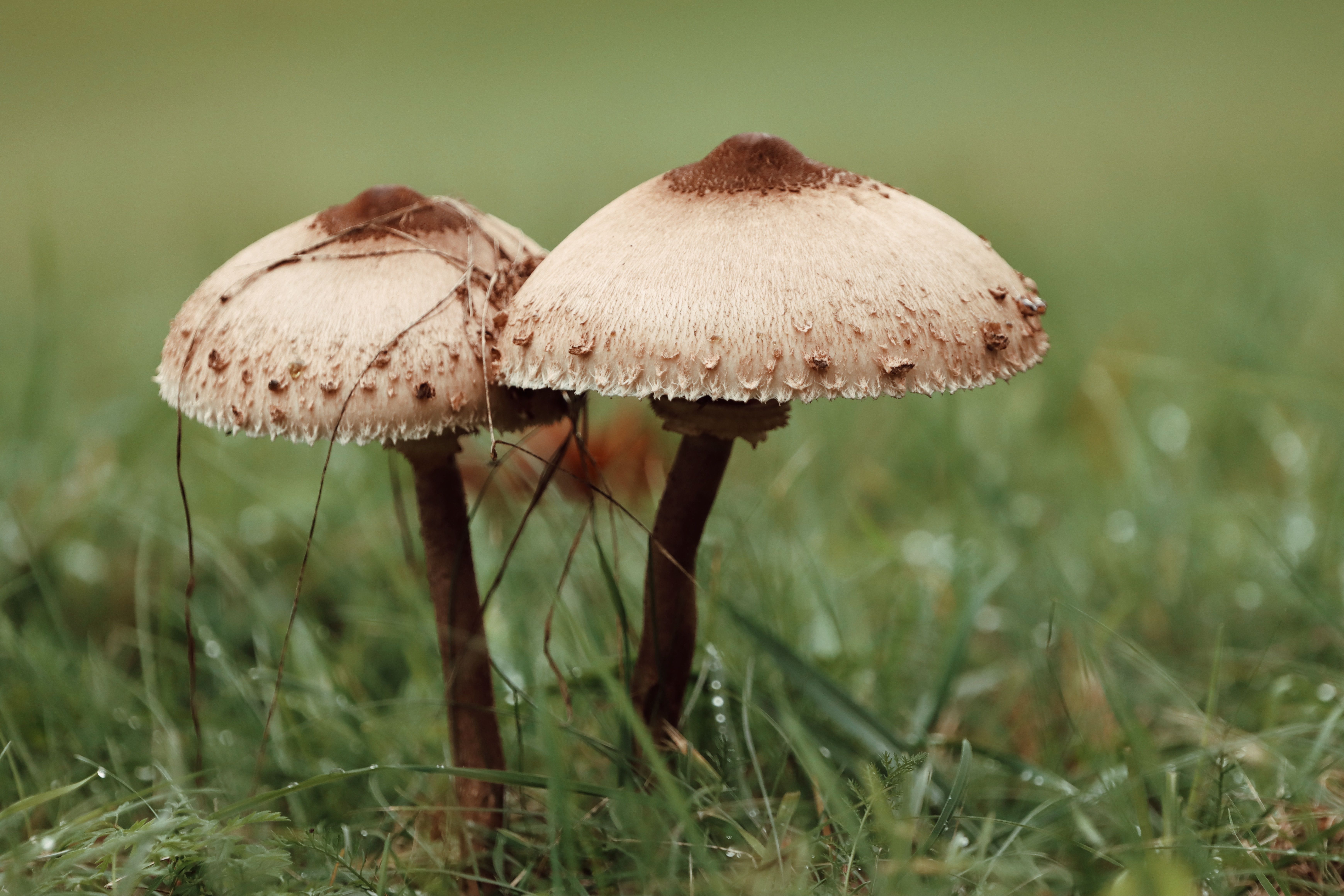 Chlorophyllum Molybdite Photos, Download The BEST Free Chlorophyllum ...
